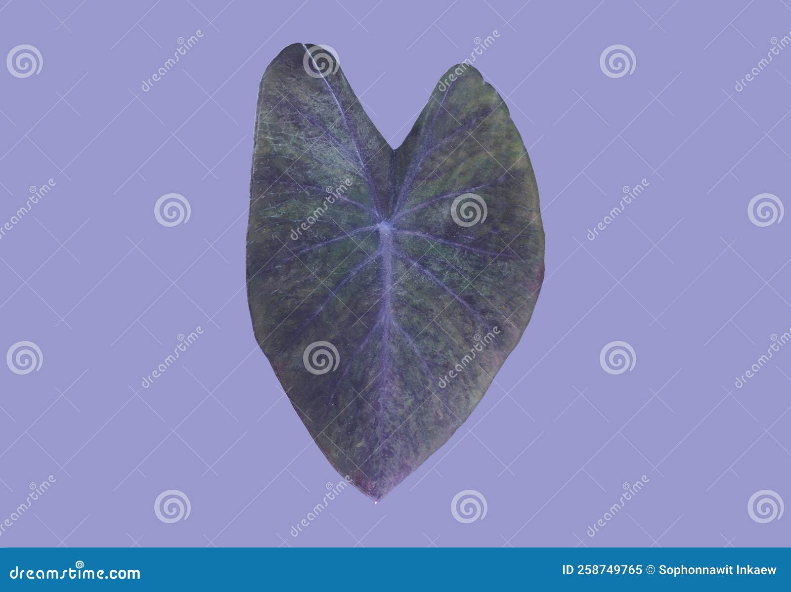 Elephant Ear Leaf or Black Magic Leaf Stock Image - Image of caladium ...