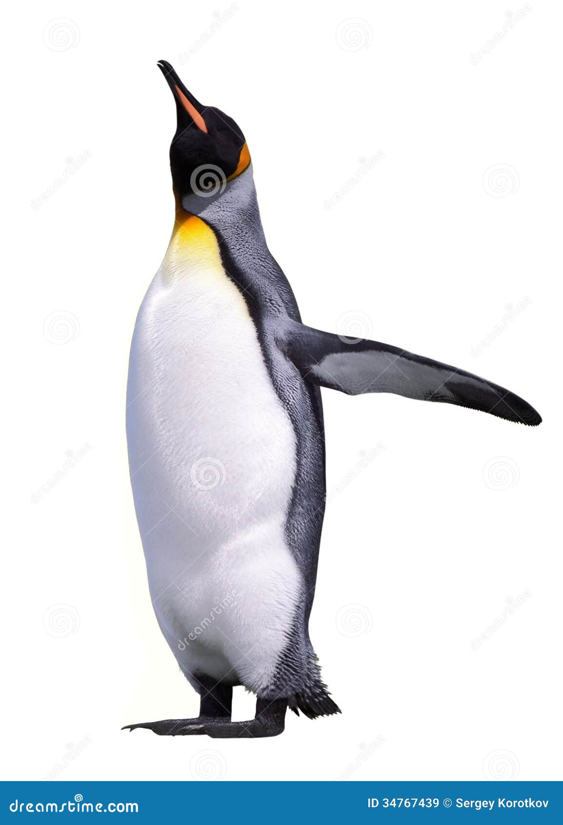 Isolated emperor penguin stock image. Image of islands - 34767439