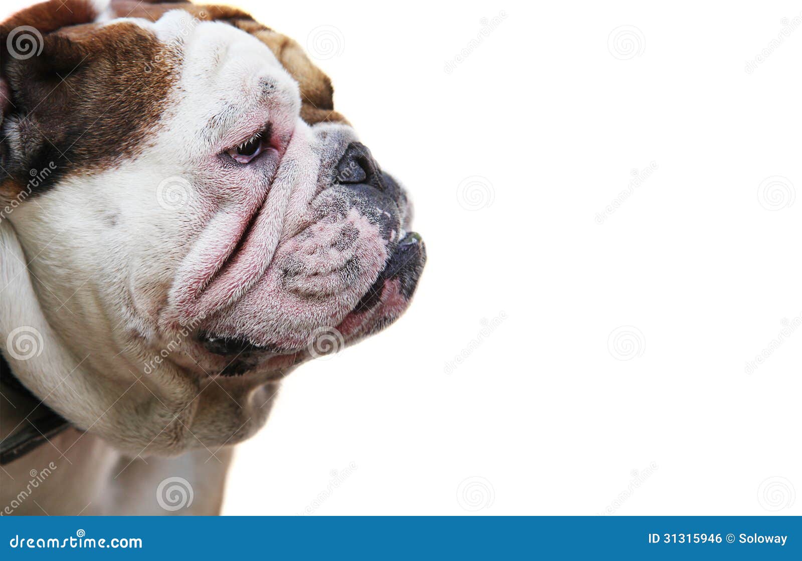 Isolated English Bulldog Head on the White Stock Photo - Image of mouth ...