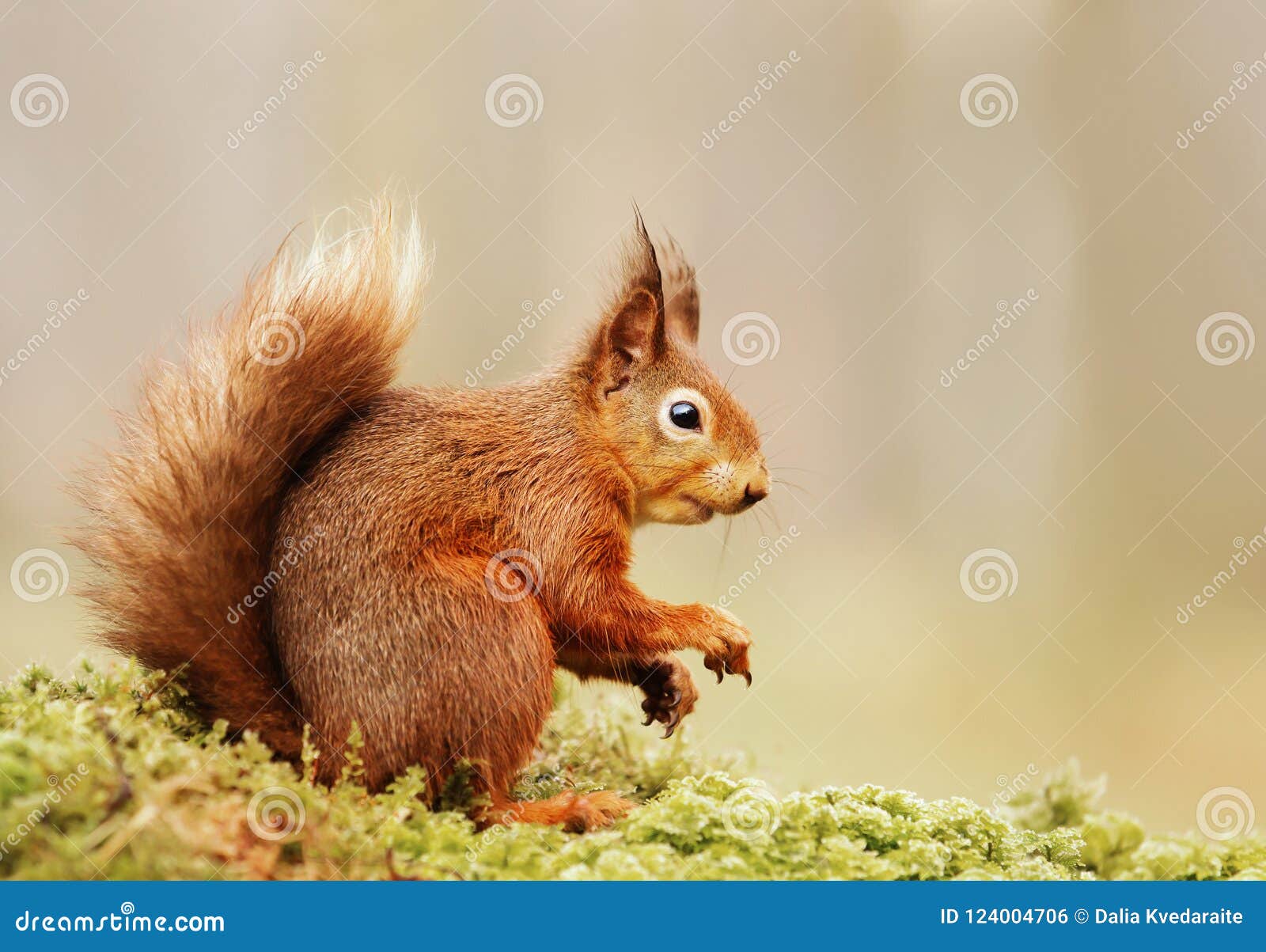 Red Squirrel Sitting on a Mossy Log Stock Photo - Image of ears, brown ...