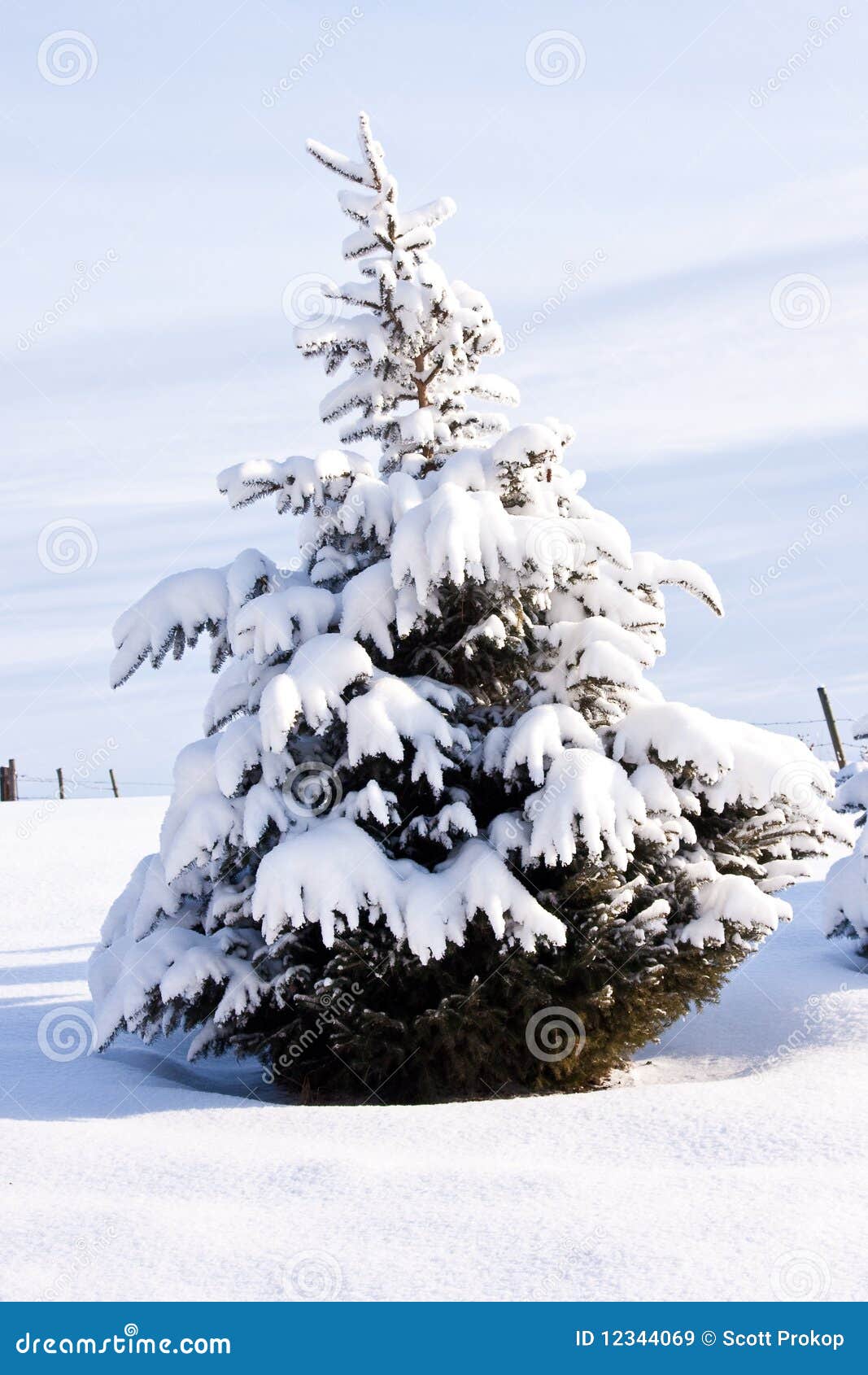 Isolated Evergreen Tree in Snow Stock Image - Image of cold, winter ...