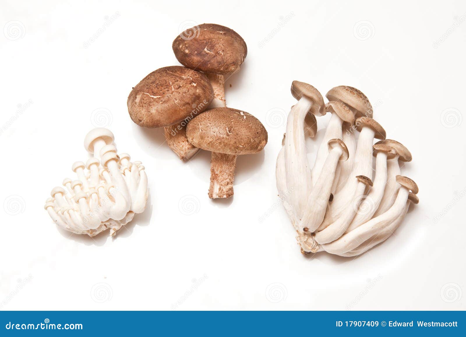 Isolated exotic mushrooms stock image. Image of enoki - 17907409