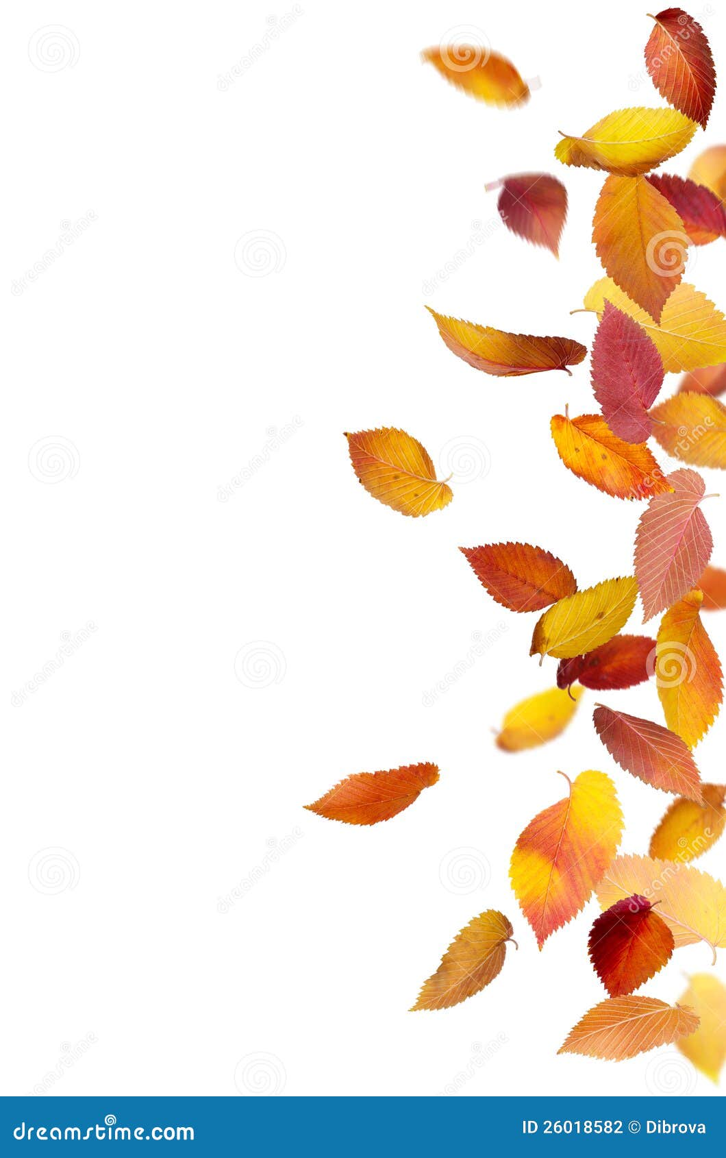 Isolated Falling Leaves stock photo. Image of fall, isolated - 26018582