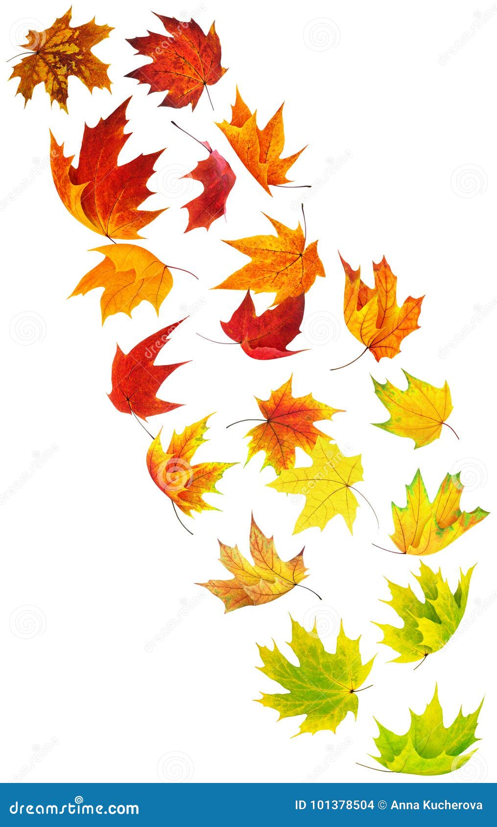Isolated falling leaves stock photo. Image of leaves - 101378504
