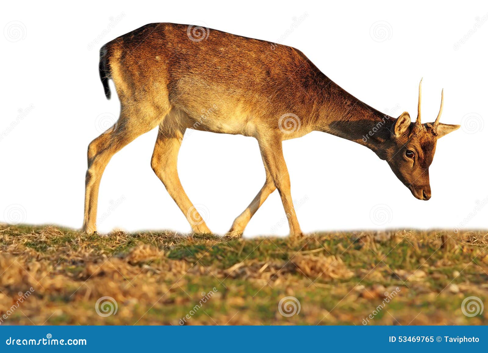 Isolated Fallow Deer Calf Grazing Stock Image - Image of beautiful ...