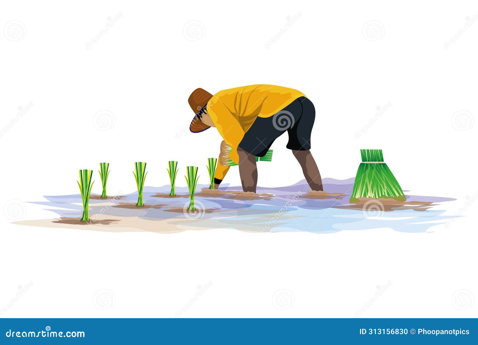 Isolated Farmer Transplant Rice Seeding Vector Design Stock Vector ...