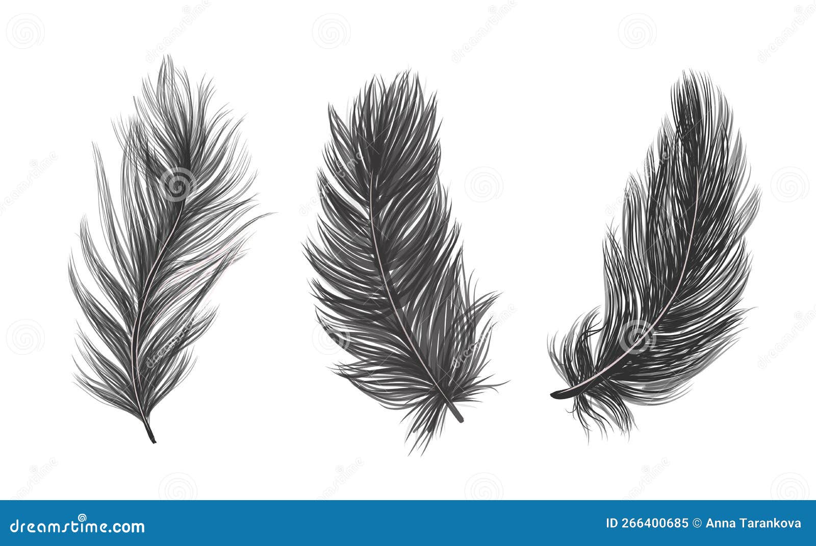 ISOLATED Feathers. Drawn Feathers Feathers on a WHITE Background Stock ...