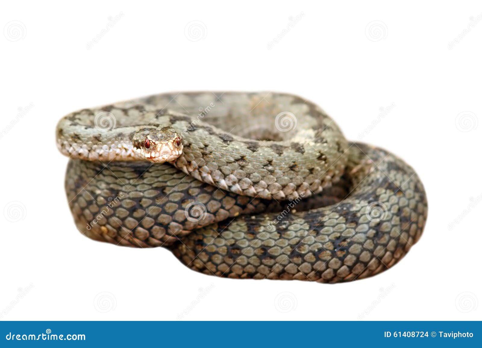 Isolated Female Common European Adder Stock Photo - Image of reptile ...