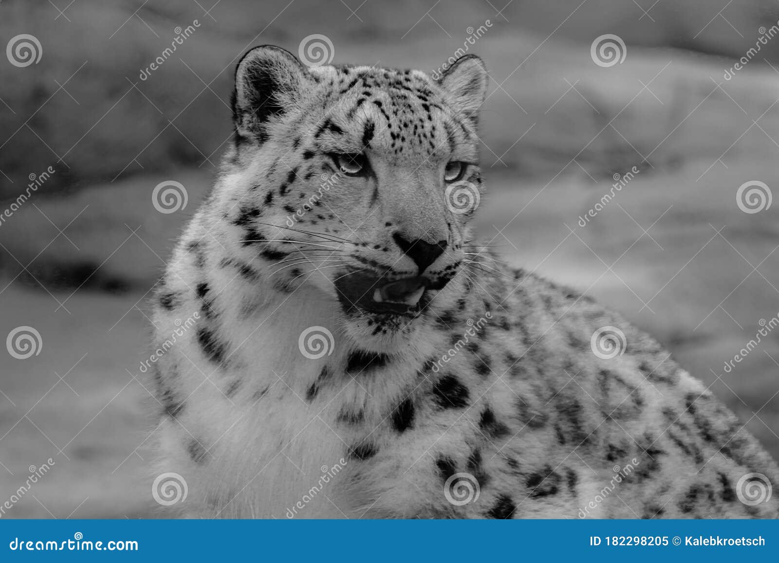 Isolated Female of Snow Leopard on White Background. Stock Image ...