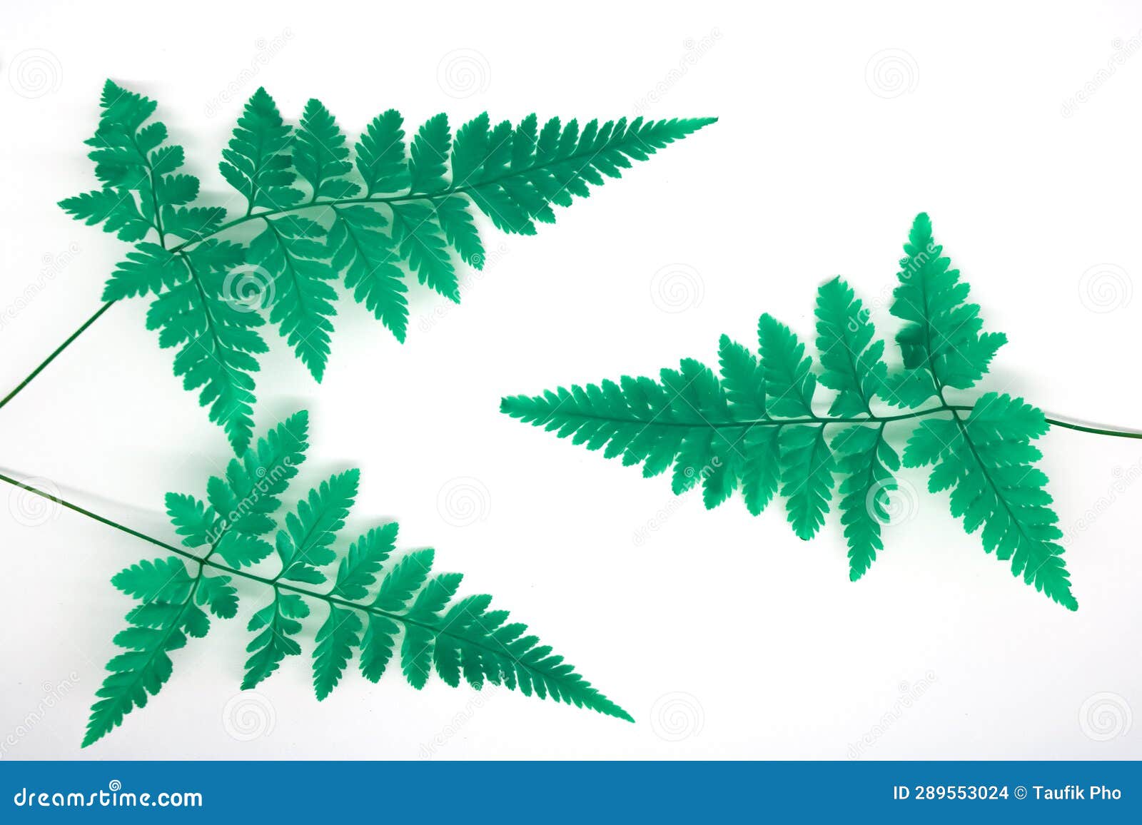 Isolated fern leaf stock photo. Image of grass, fern - 289553024