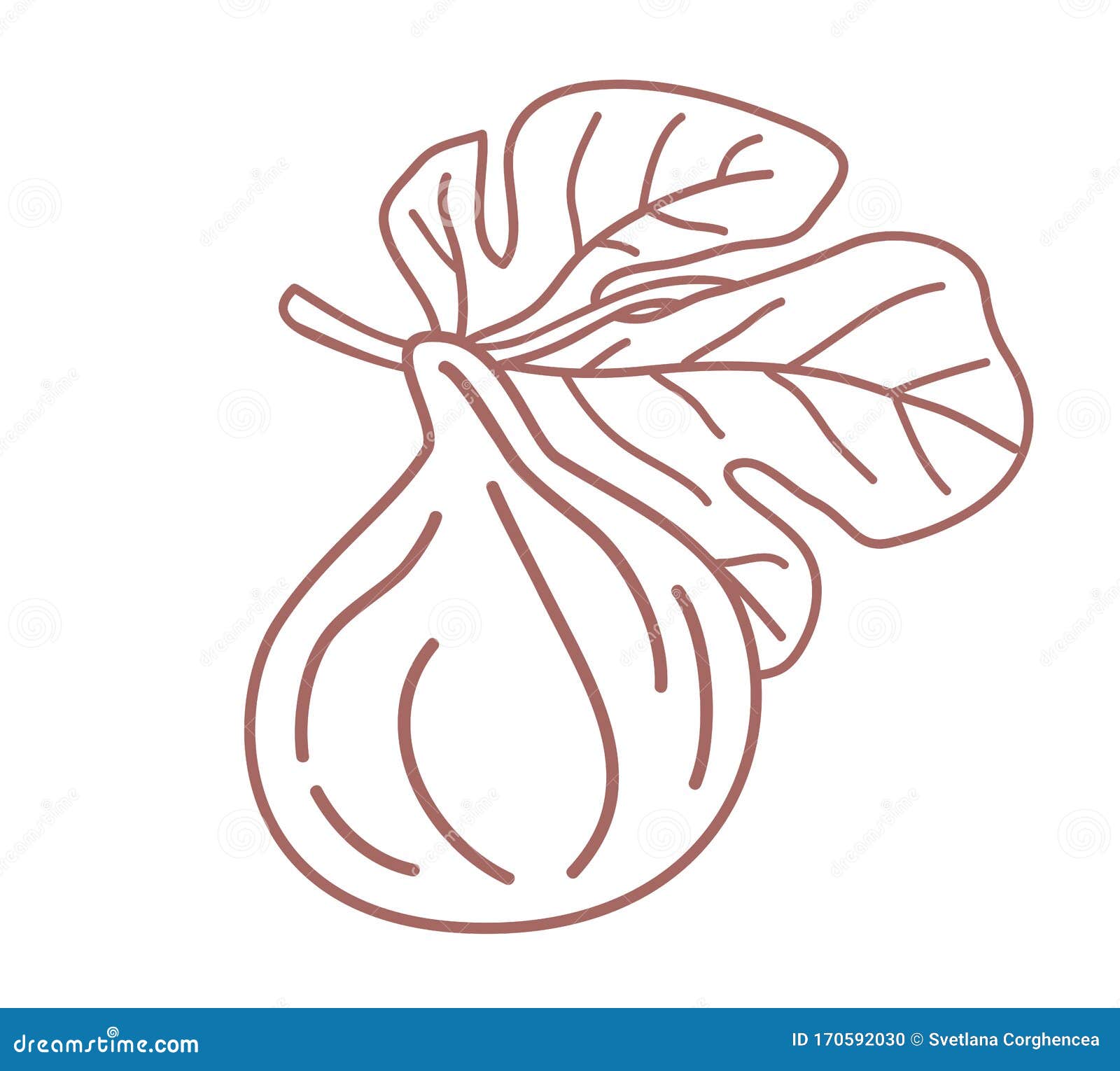 Isolated Fig Outline Design Vector Illustration Sketc Single Fig Fruit ...