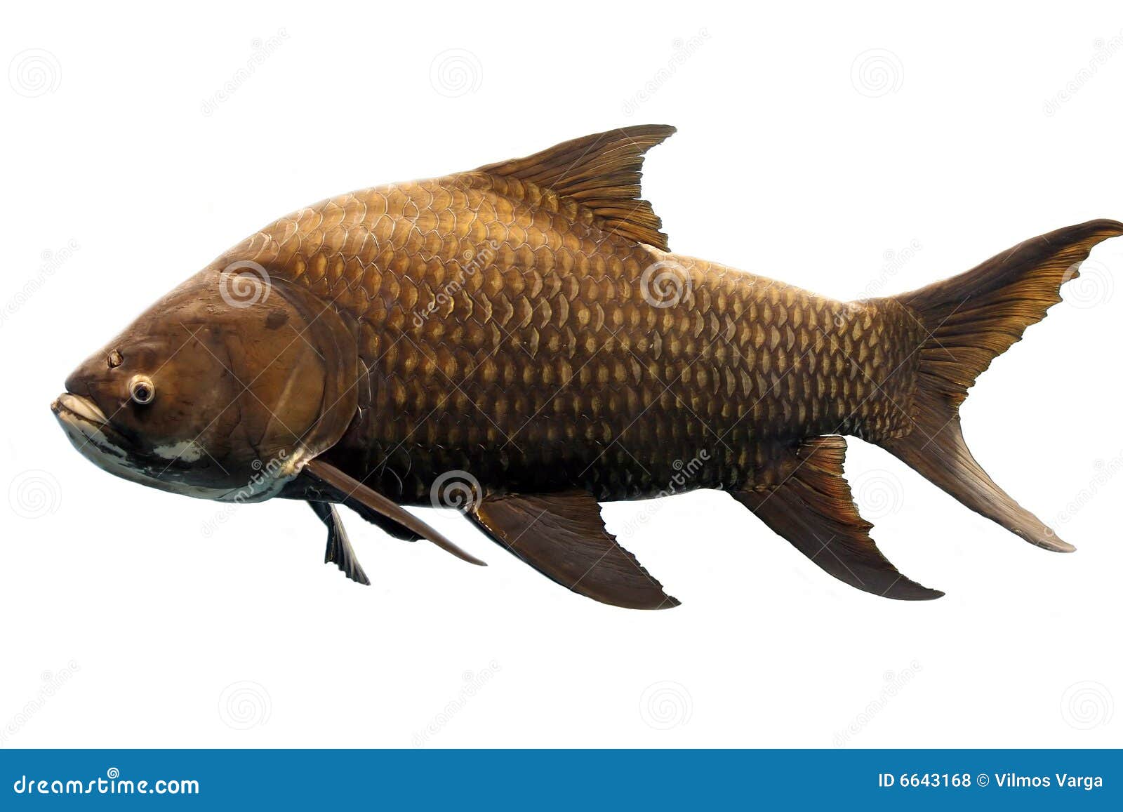 Isolated Fish stock photo. Image of clip, swim, themes - 6643168