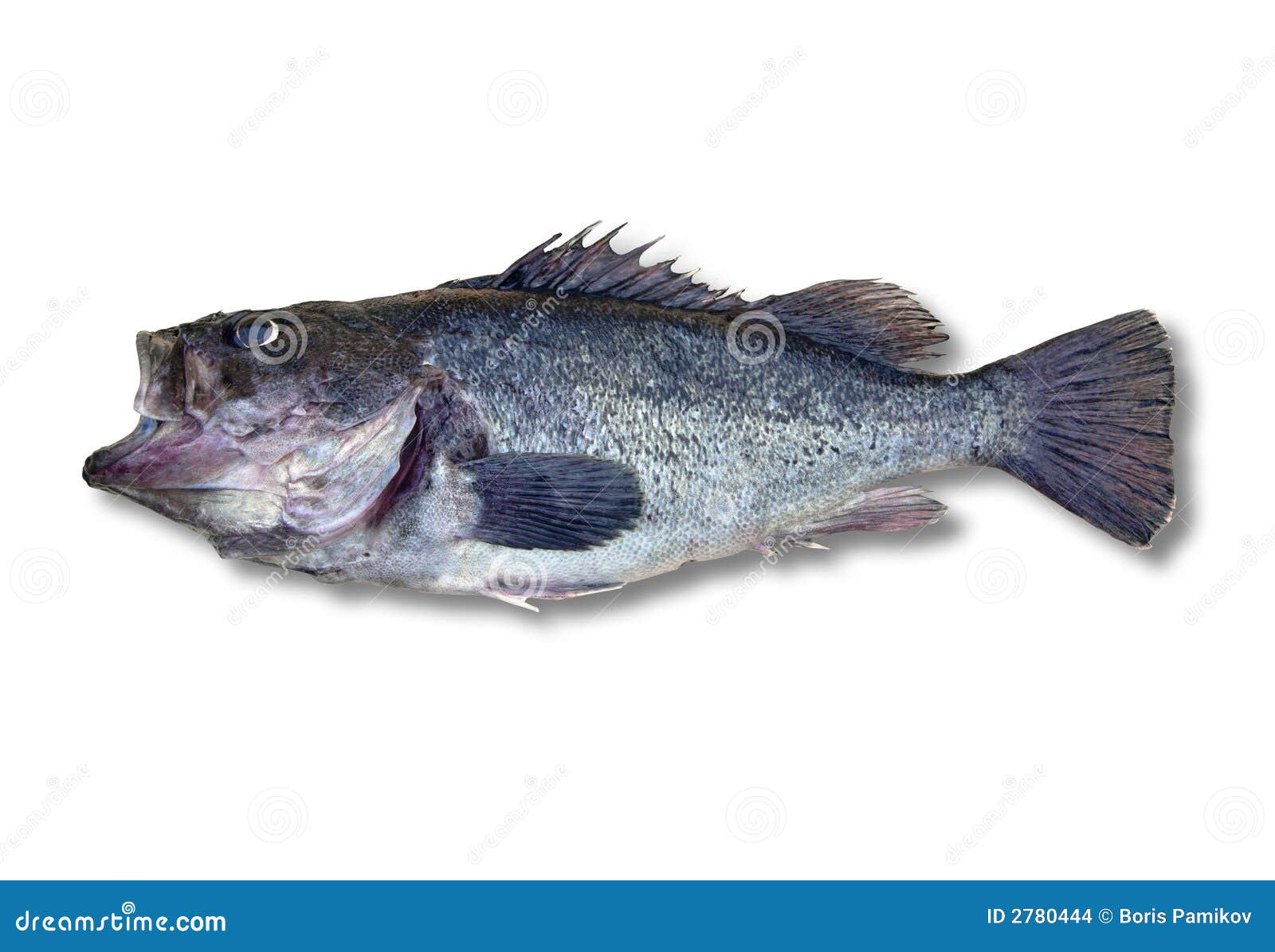 Isolated Fish, Clipping Path Stock Photo - Image of catch, fish: 2780444