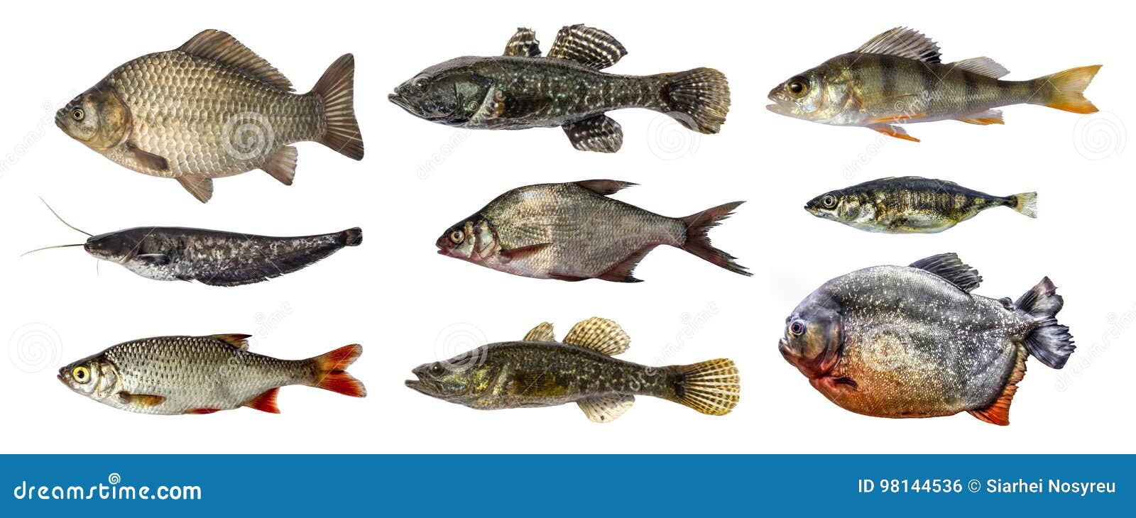 Isolated Fish Collection Set Stock Photo - Image of pike, bream: 98144536