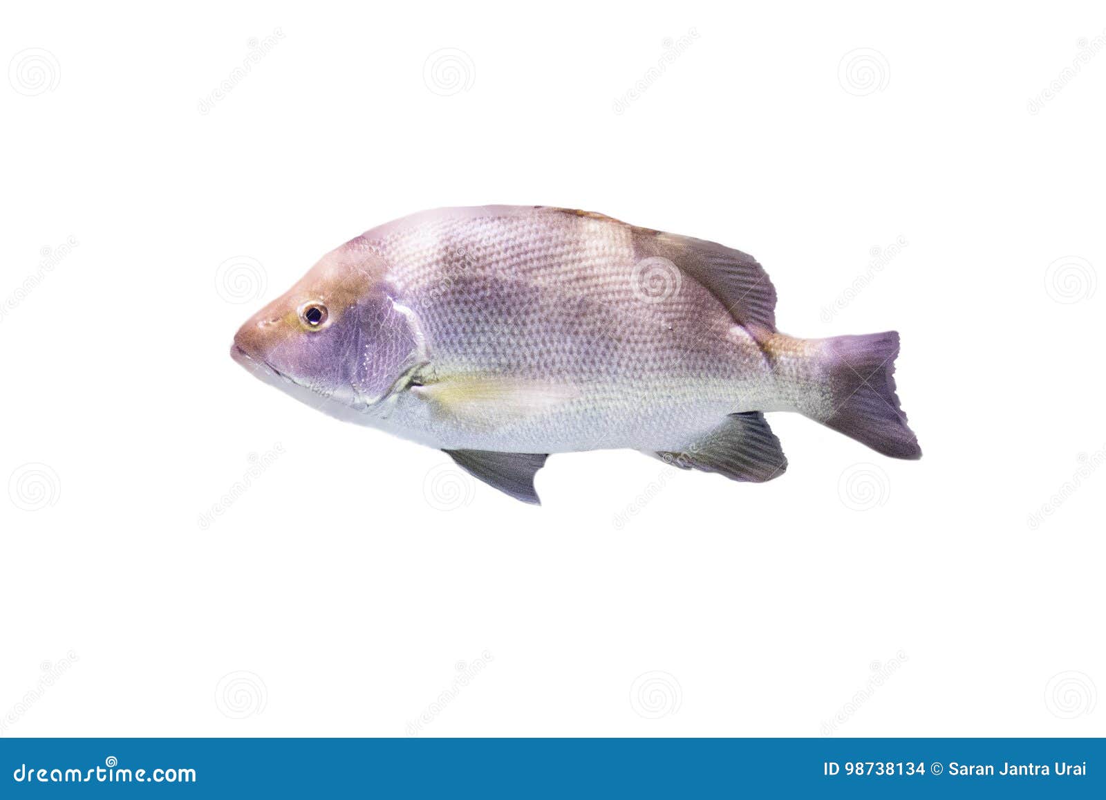 Isolated Fish stock photo. Image of snapper, fish, tropical - 98738134