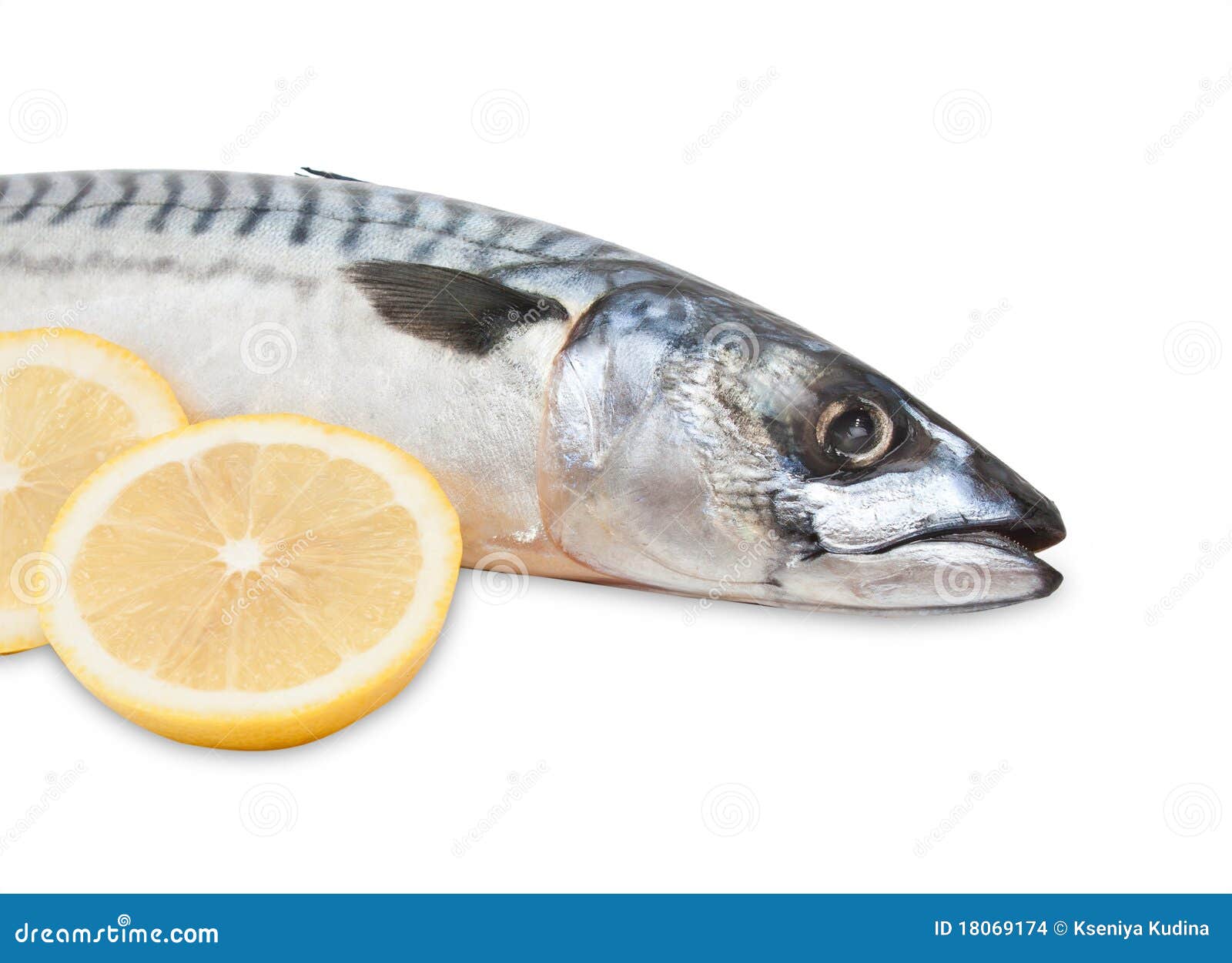 Isolated fish scomber stock photo. Image of scomber, seafood - 18069174