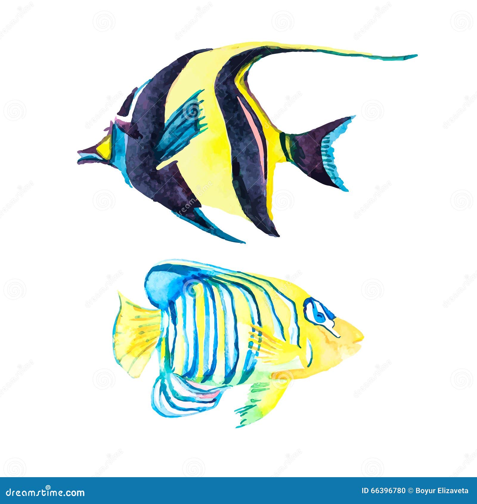 Isolated Fish. Tropical Fish on a White Background. Stock Vector ...