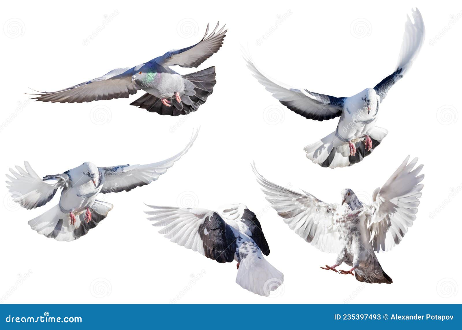 Five Doves On Street Parapet Background Stock Photography ...