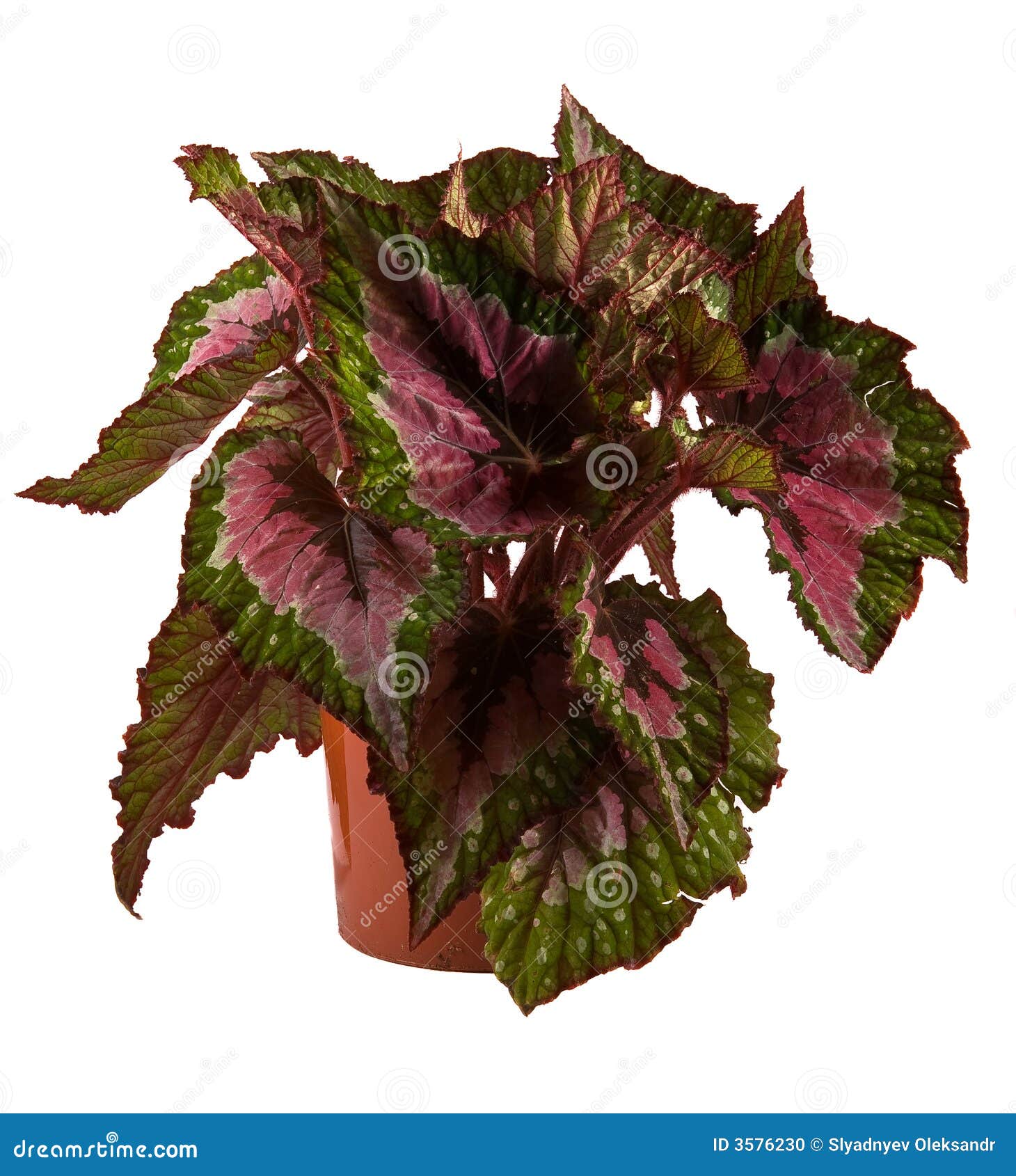 105 Begonia Rex Pot Stock Photos - Free & Royalty-Free Stock Photos ...