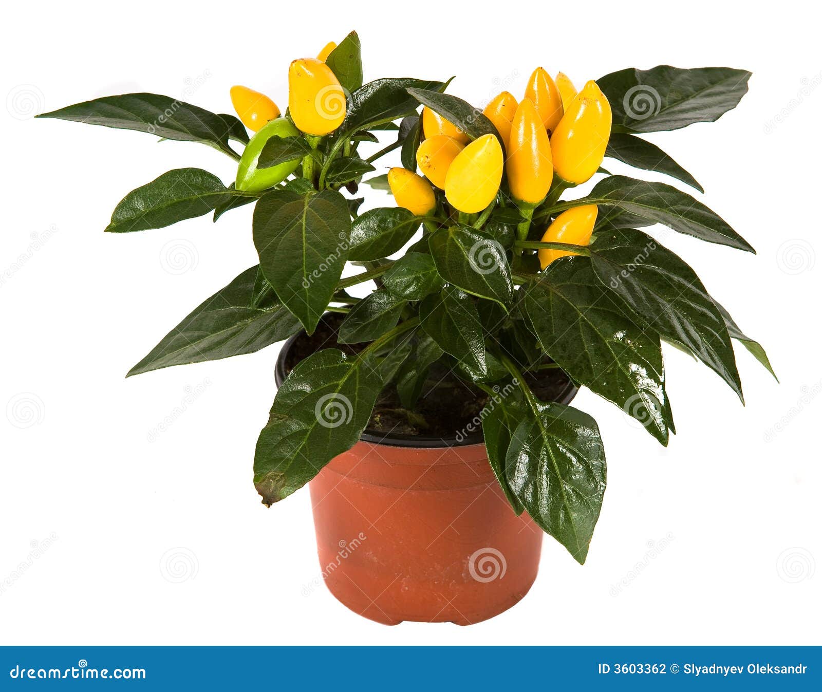 Isolated flower in pot stock photo. Image of floral, details - 3603362
