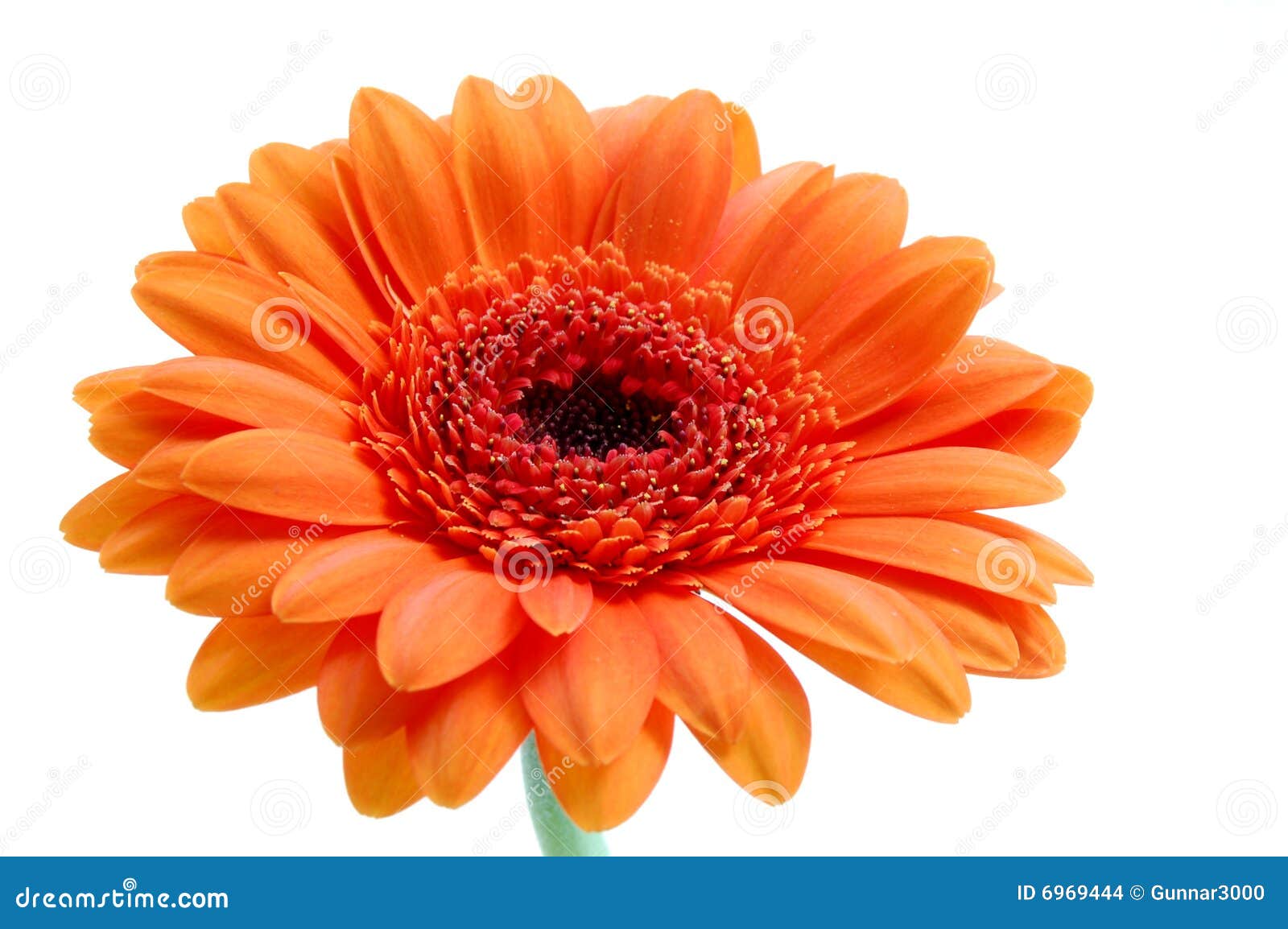 Isolated flower on white stock photo. Image of macro, park - 6969444