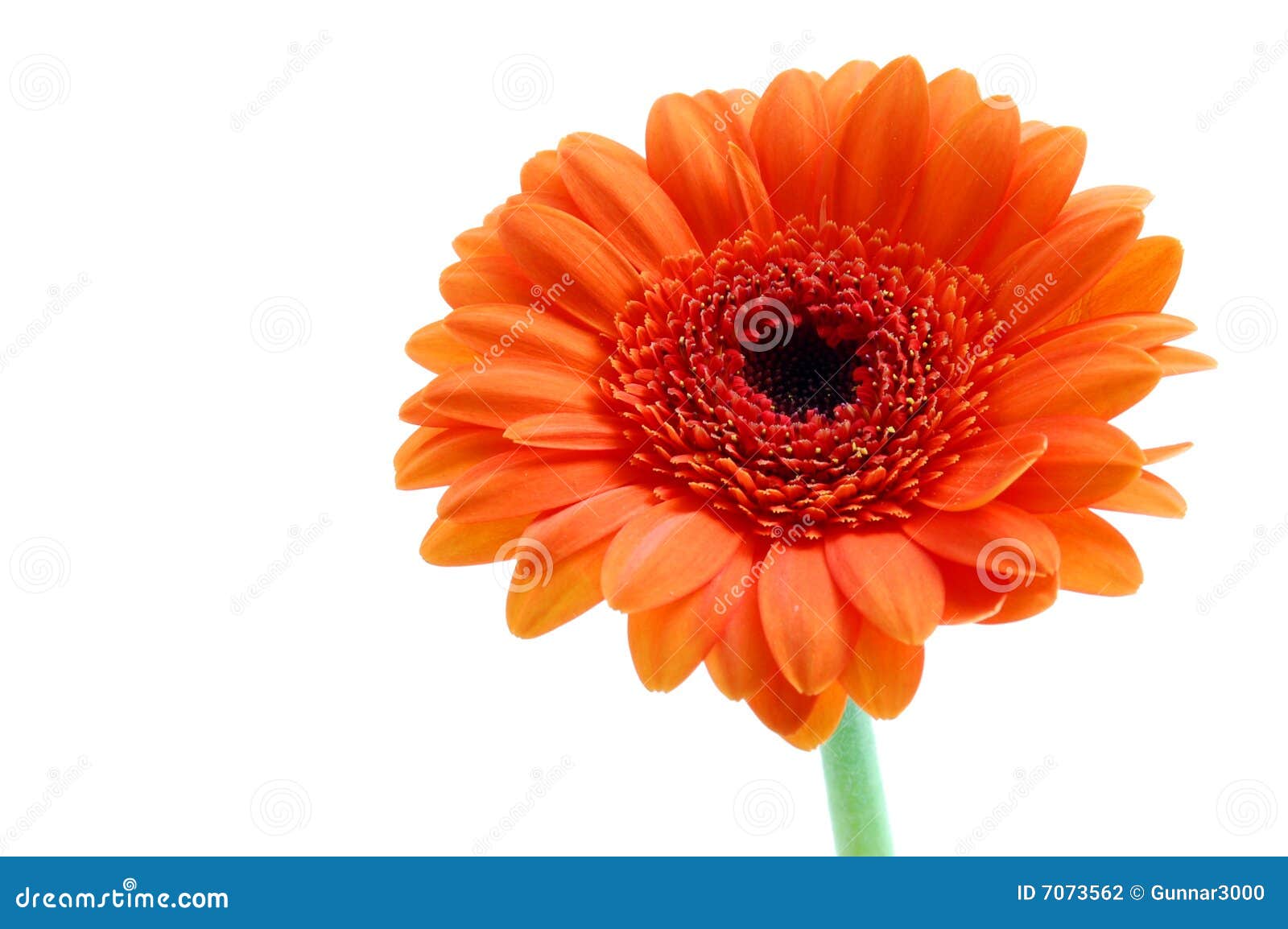 Isolated flower on white stock photo. Image of love, birthday - 7073562