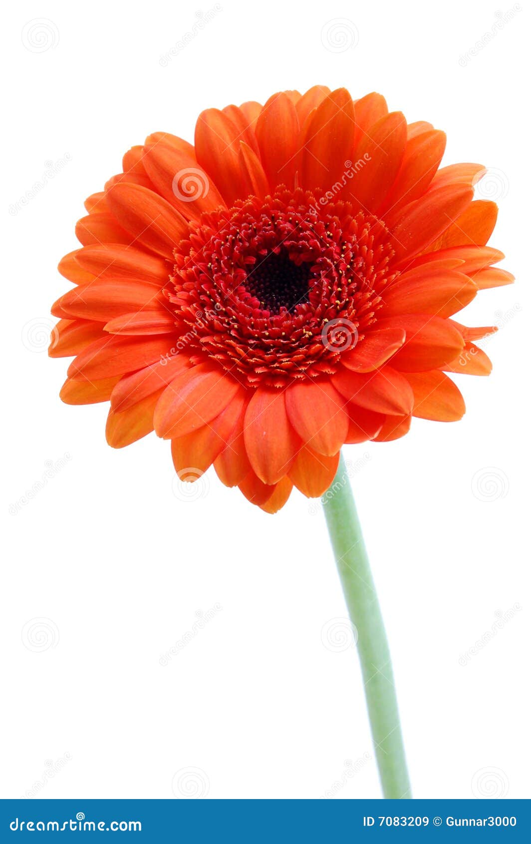 Isolated flower on white stock image. Image of gerbera - 7083209