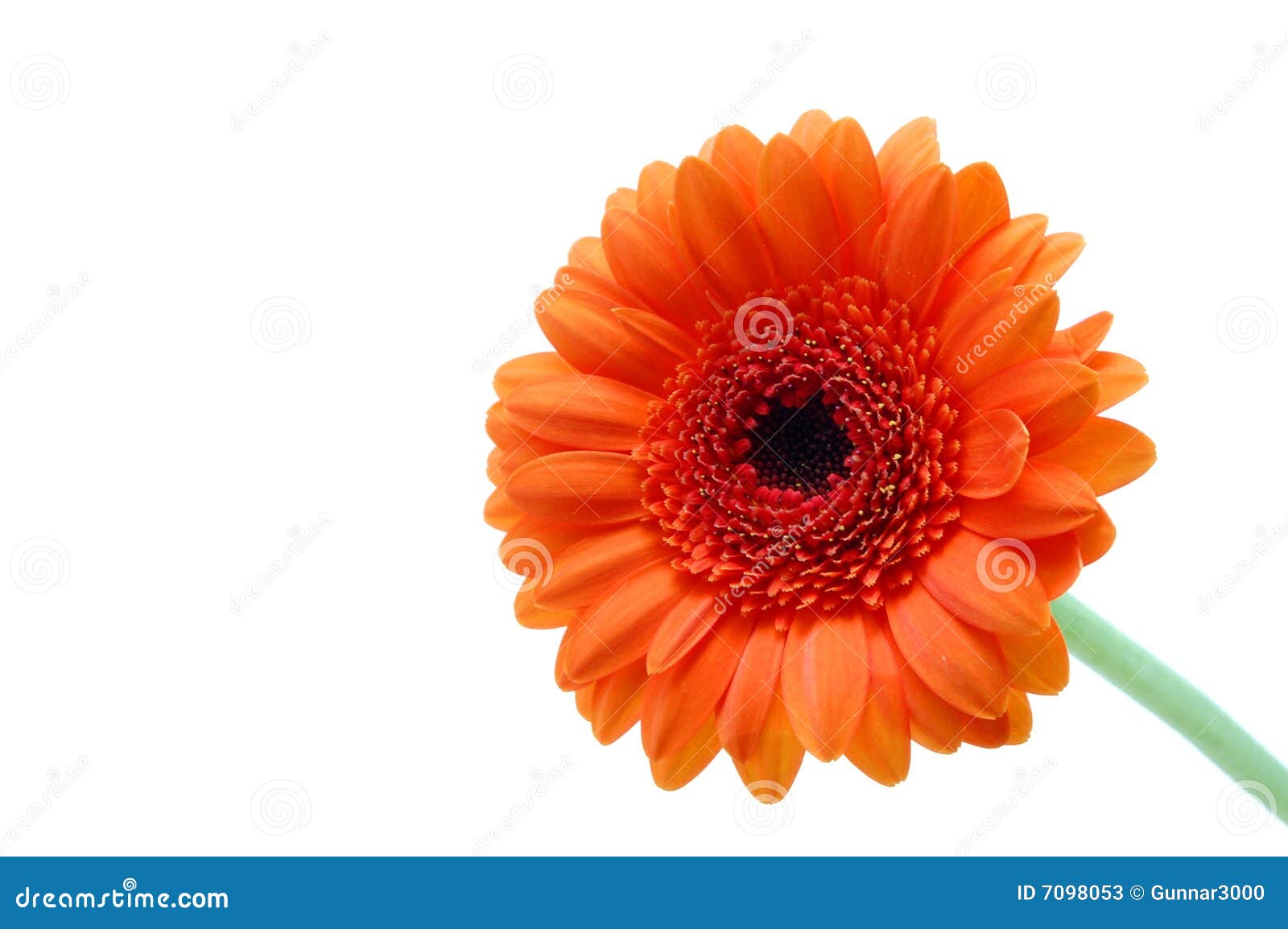 Isolated flower on white stock image. Image of love, beauty - 7098053