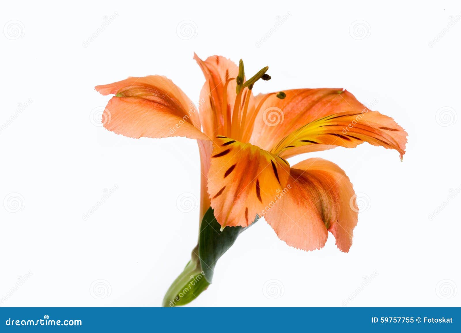 Isolated Flower stock image. Image of bouquet, nature - 59757755