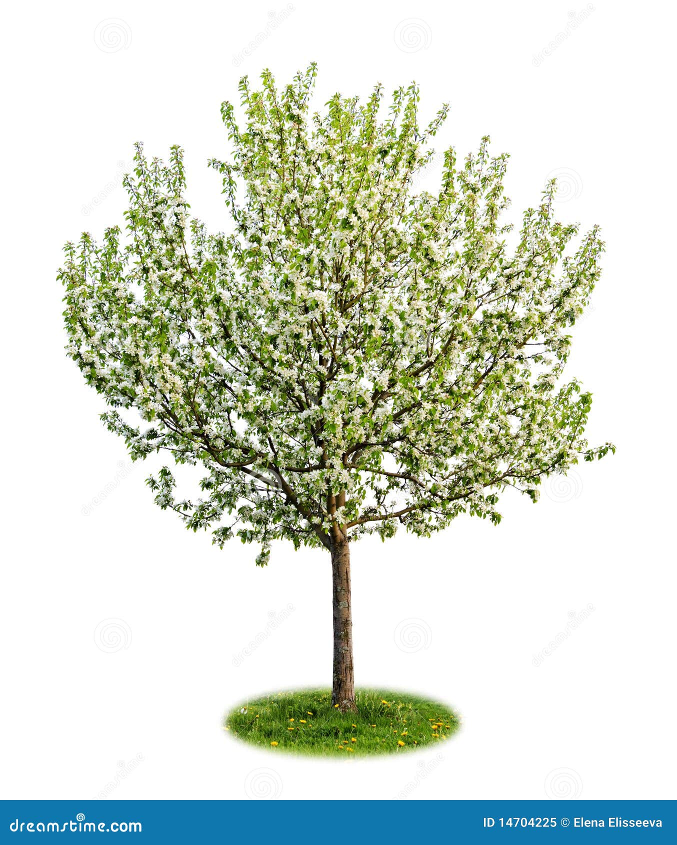 Isolated Flowering Apple Tree Stock Image - Image of apple, ecological ...