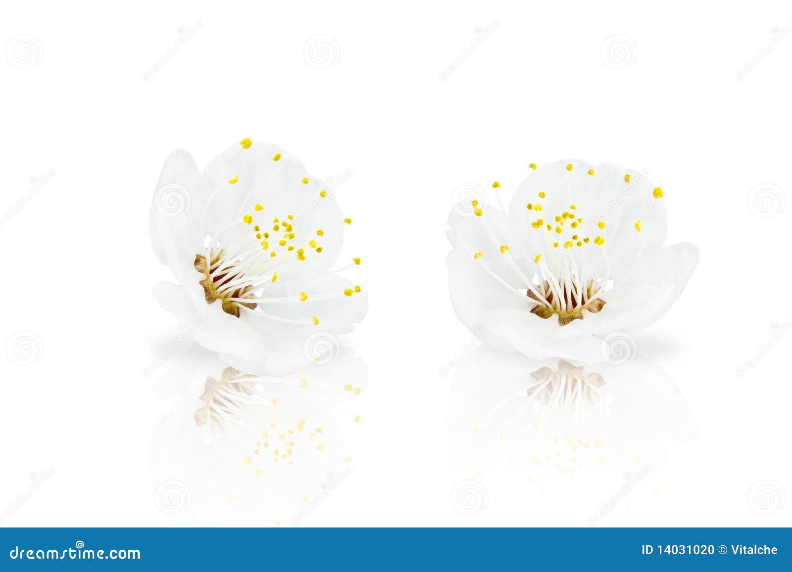 Isolated flowers stock photo. Image of spring, plant - 14031020