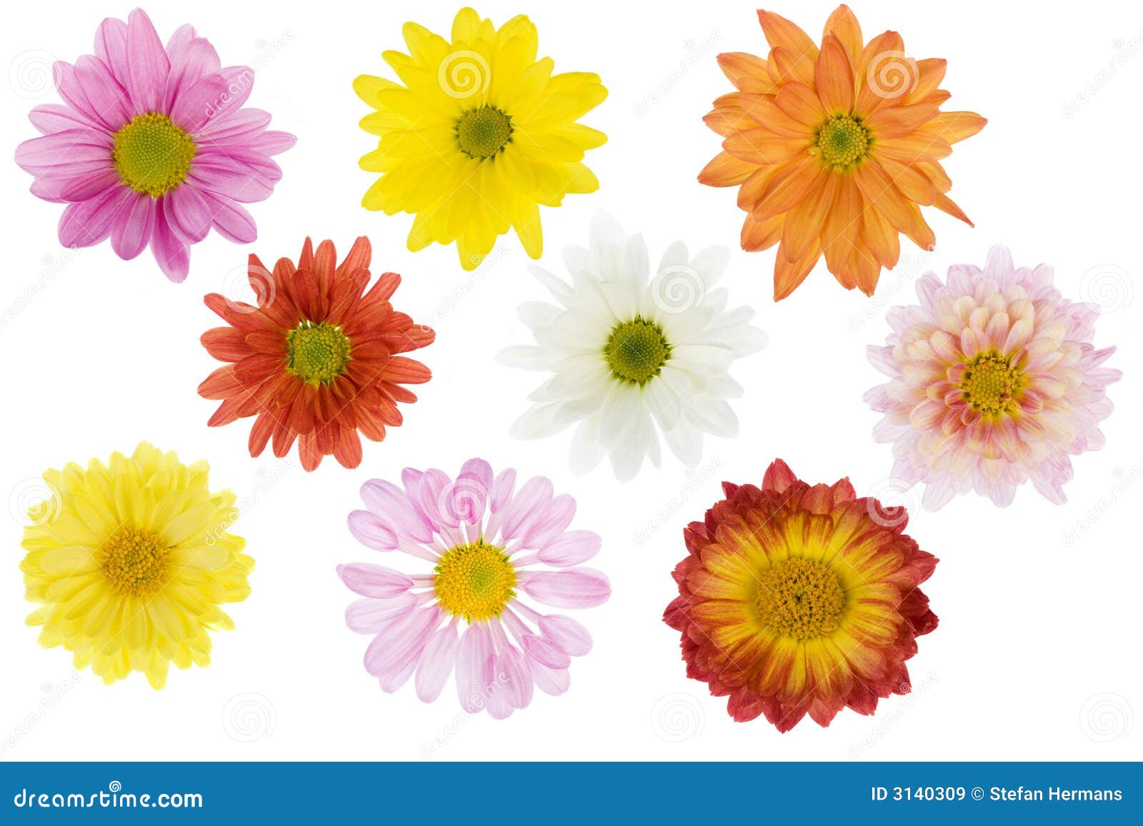 Isolated flowers stock image. Image of gerbera, pink, garden - 3140309