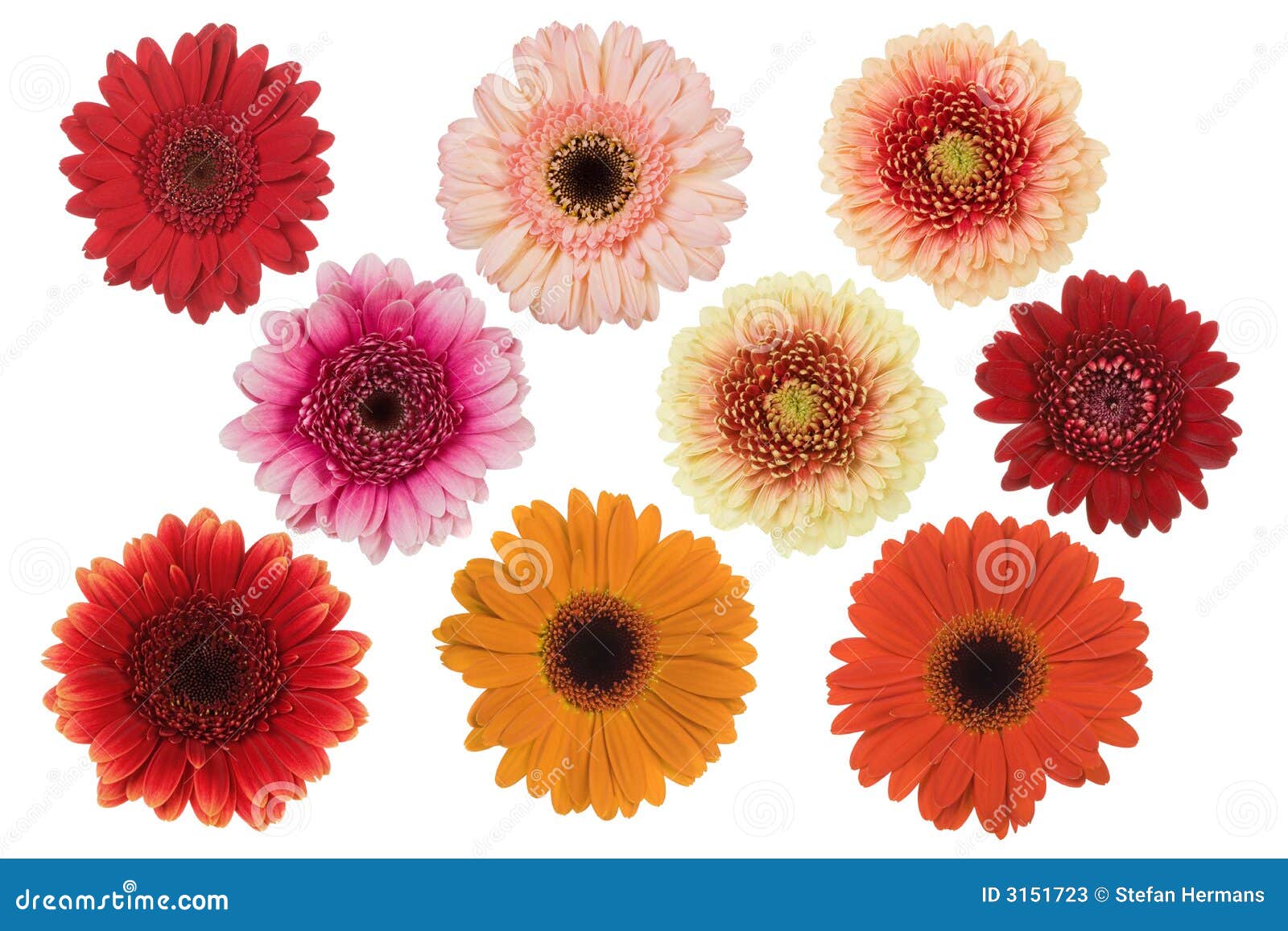 Isolated flowers stock image. Image of studio, elements - 3151723