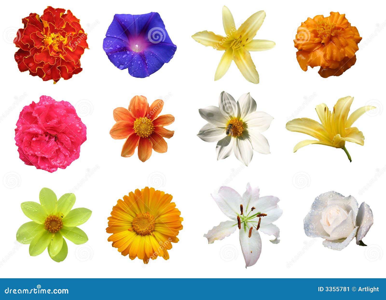 Isolated Flowers stock image. Image of petal, flower, package - 3355781