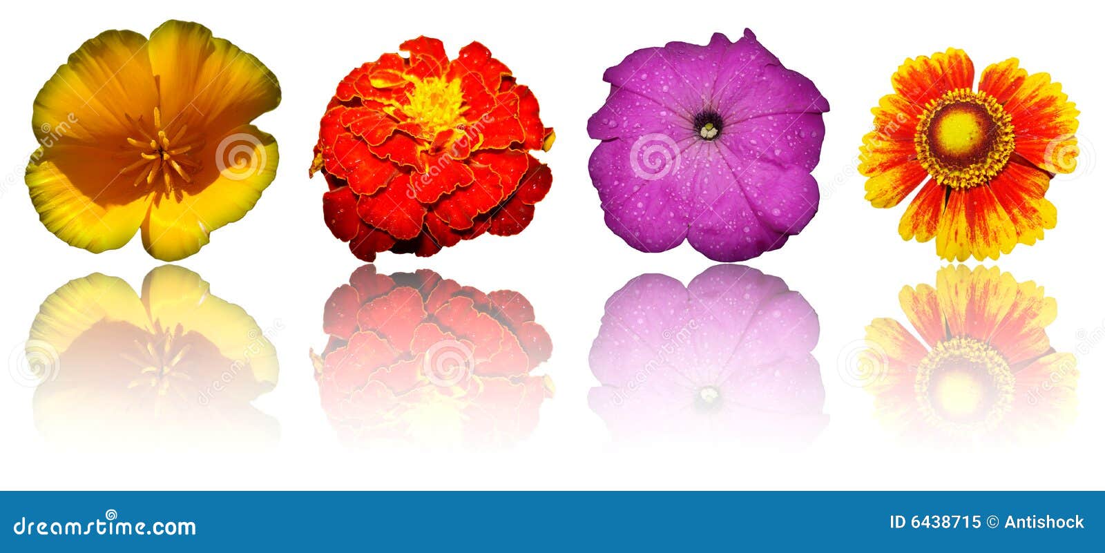 Isolated flowers stock image. Image of isolated, iconset - 6438715