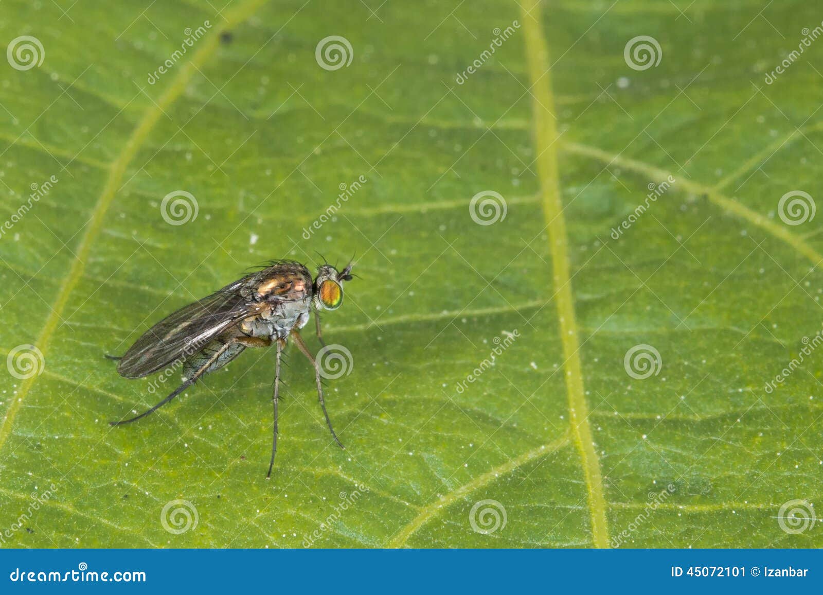 Isolated Fly on the Green Background Stock Image - Image of black ...