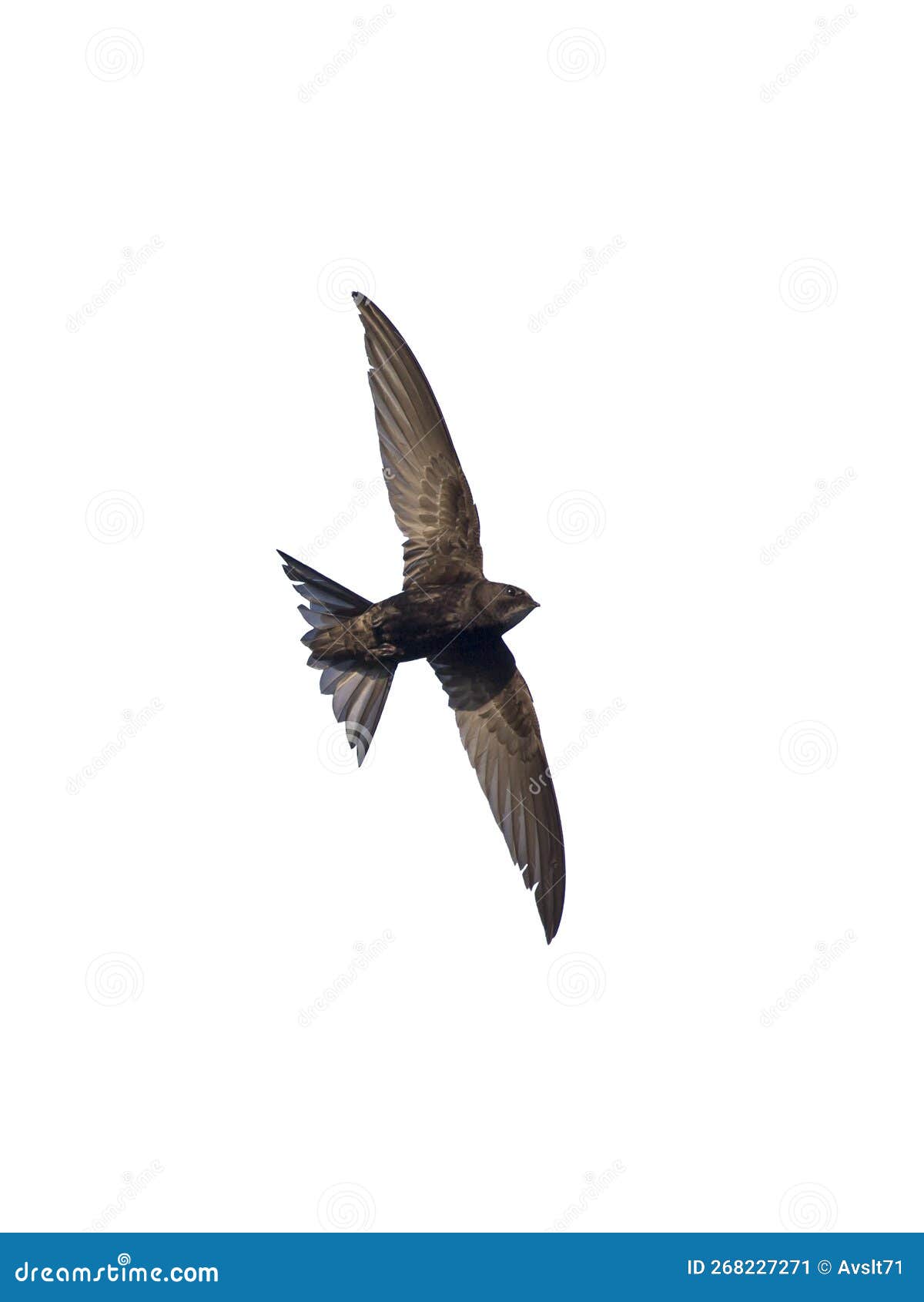 Black Swift Bird