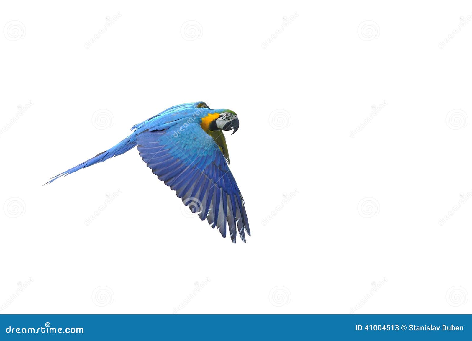 Isolated Flying Blue-and-yellow Macaw - Ara Ararauna Stock Image ...