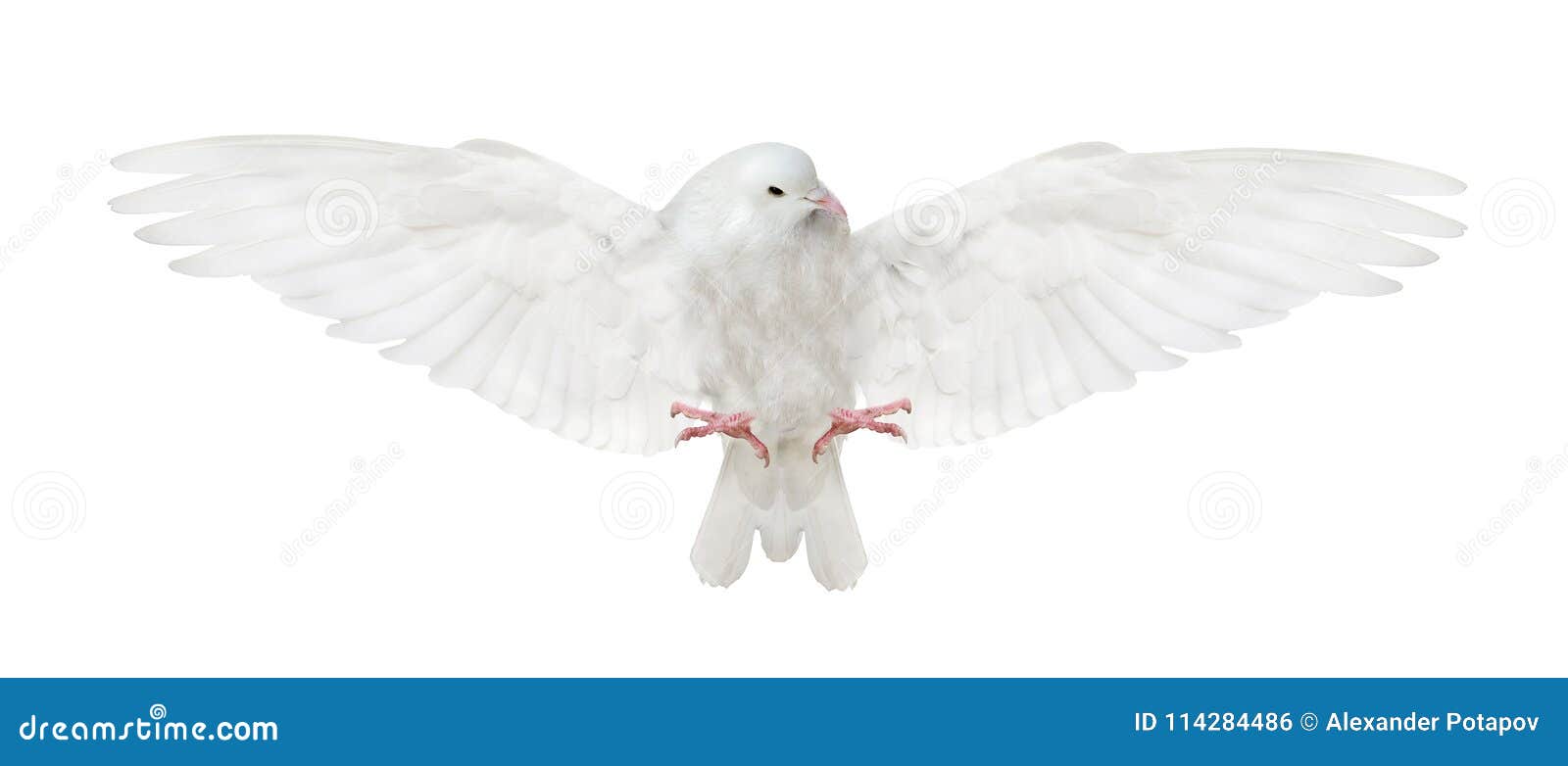Isolated Flying White Dove Bottom View Stock Photo - Image of flight ...