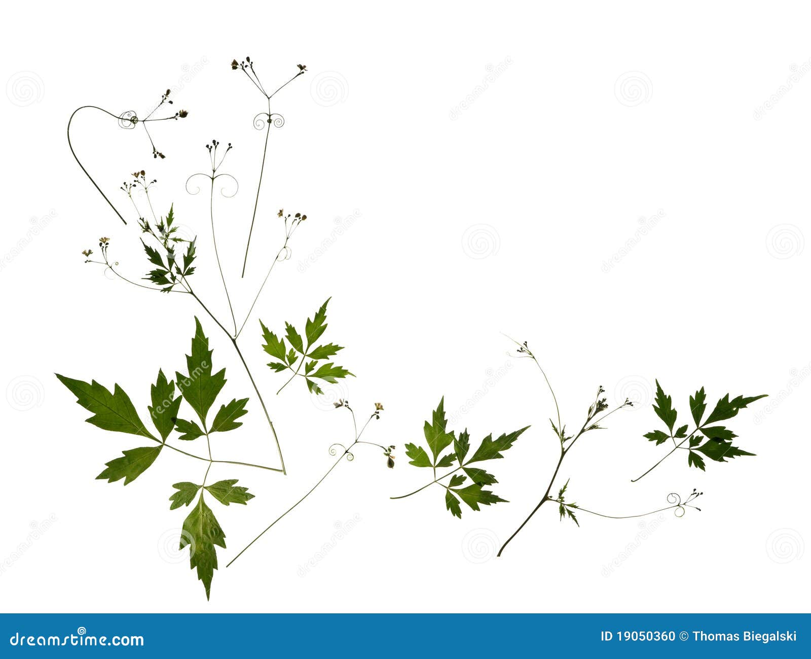 Isolated Foliage stock photo. Image of love, border, curves - 19050360