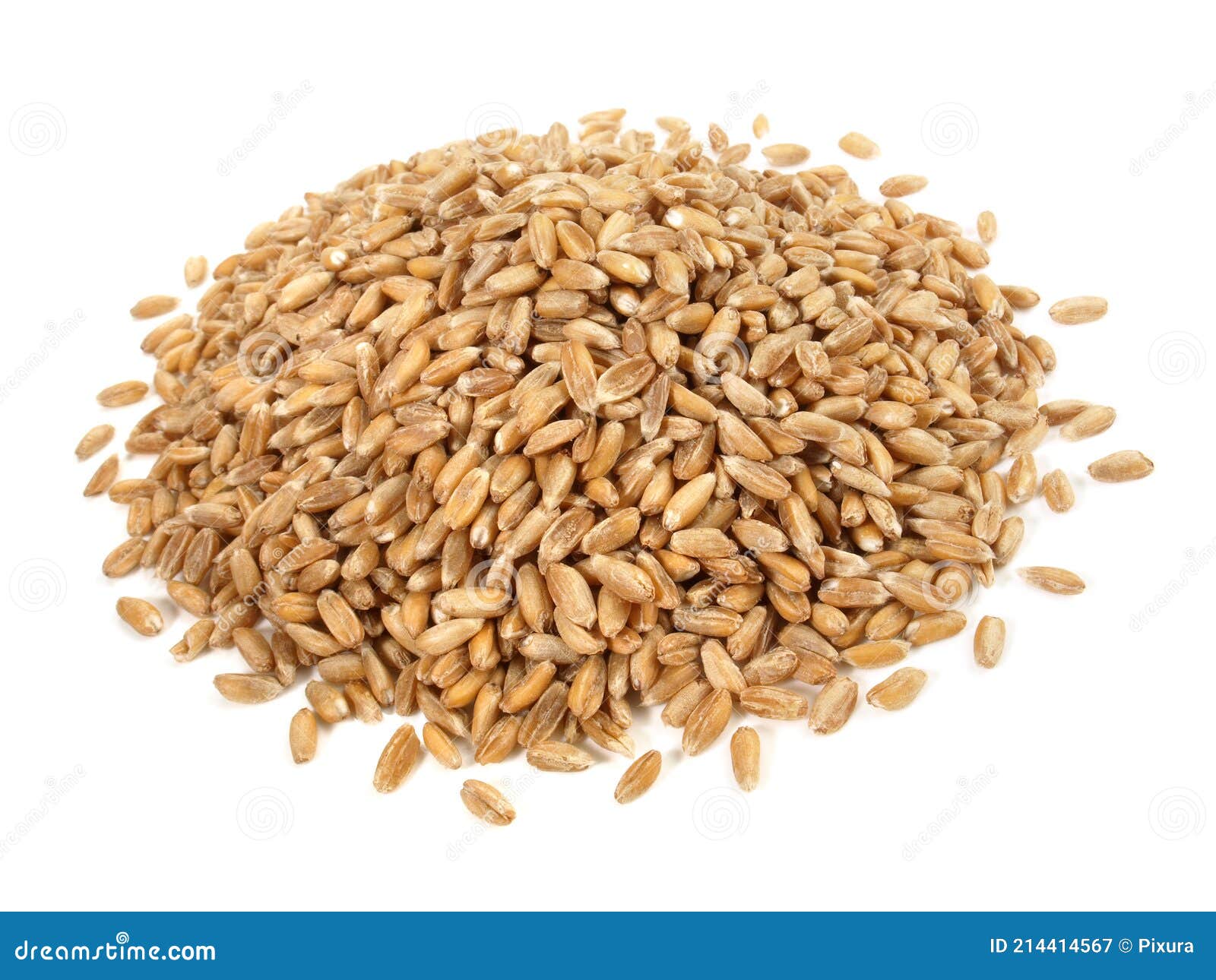 Spelt Grain on White Background - Isolated Stock Image - Image of ...