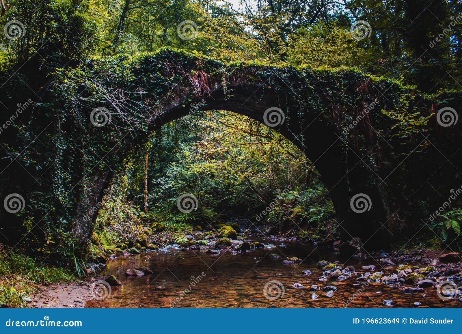 Forest, Bridge - Built Structure, Footbridge, Public Park, Rain Stock ...