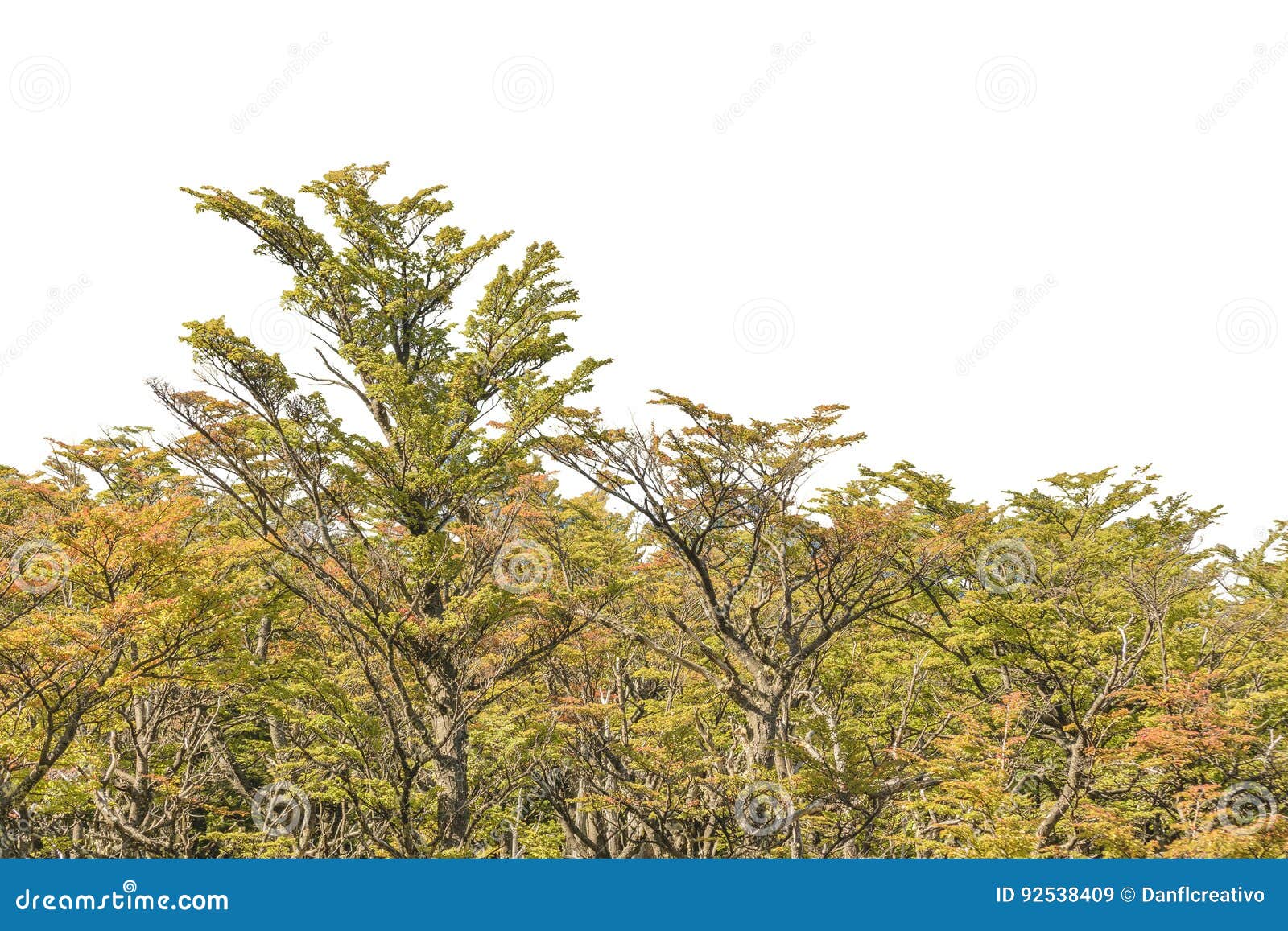 Isolated Forest Tree in White Background Stock Image - Image of white ...