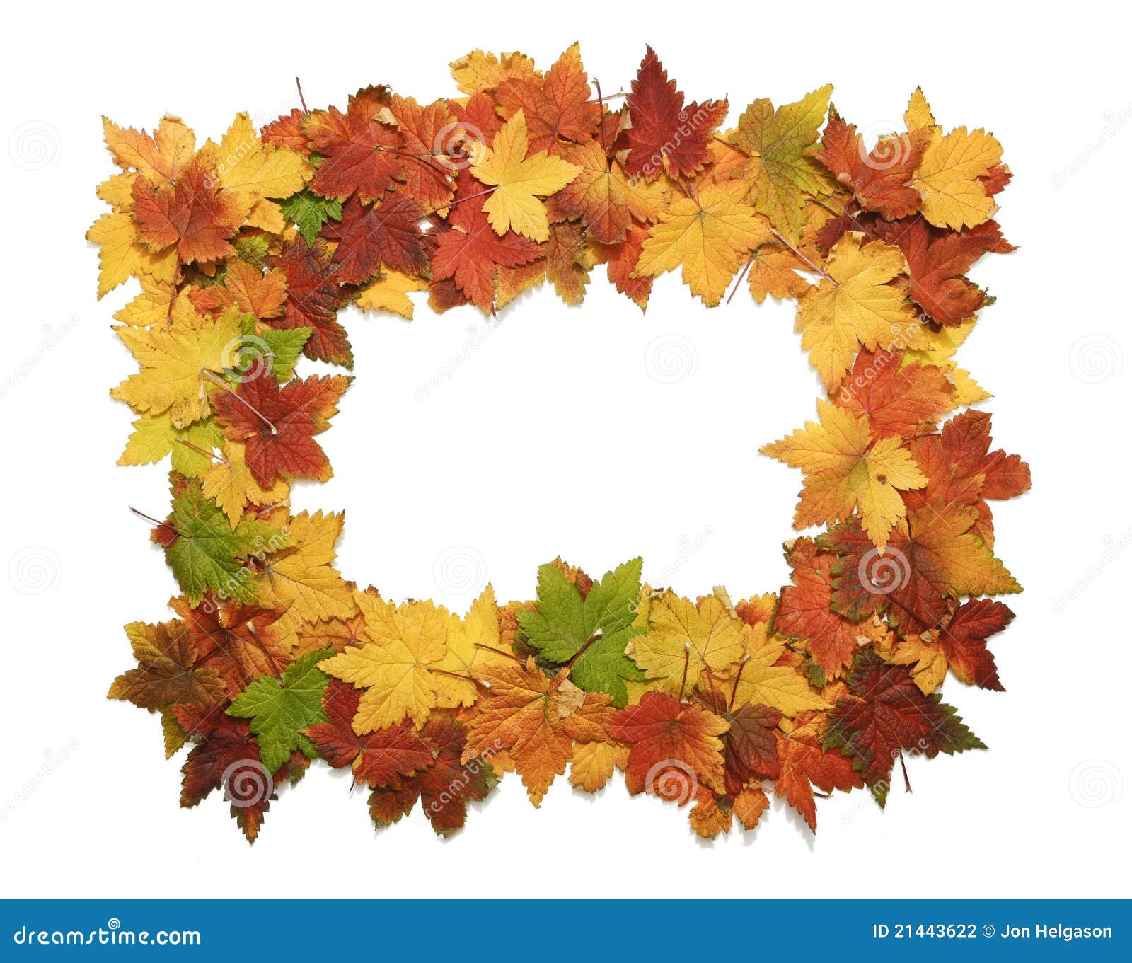 Isolated Frame of Fall Leaves Stock Photo - Image of white, fall: 21443622