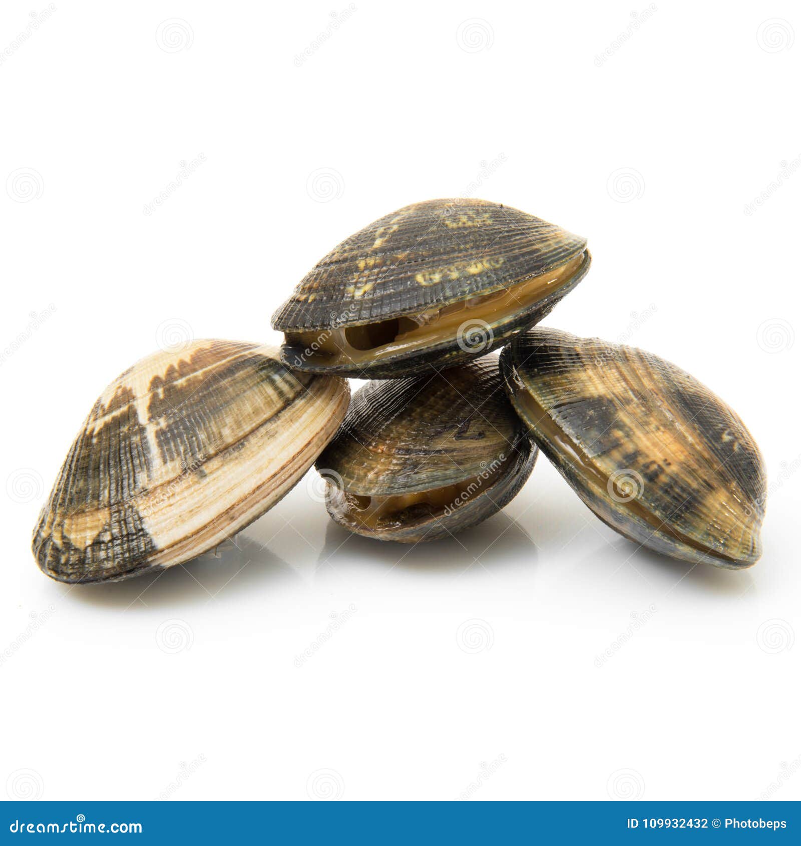 Tellin Clams Stock Photos - Free & Royalty-Free Stock Photos from ...