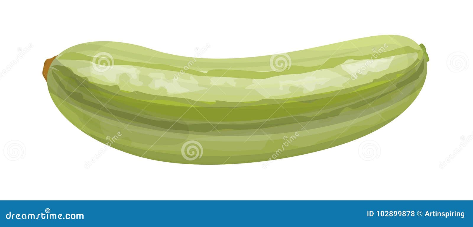 Isolated fresh marrow. stock vector. Illustration of courgette - 102899878