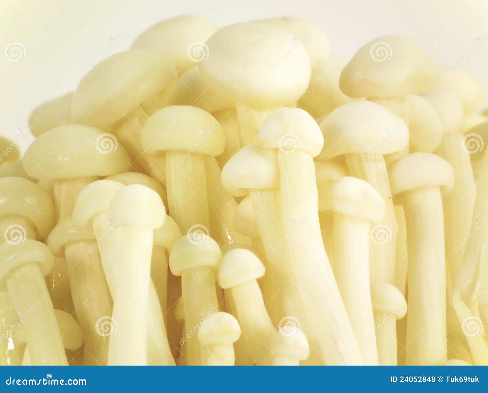 Isolated Fresh Mushroom Group Stock Photo - Image of closeup, healthy ...
