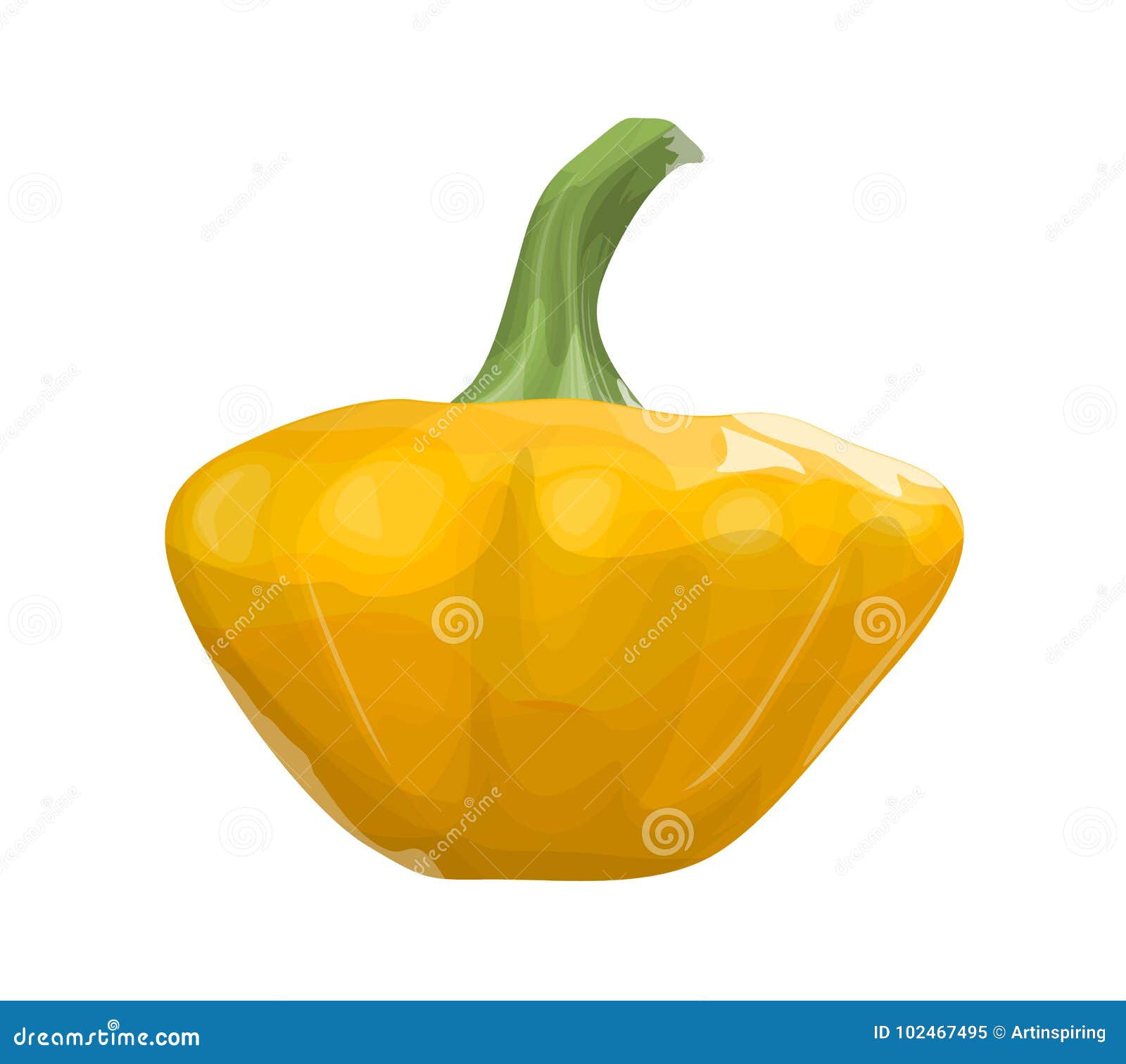 Isolated orange squash. stock vector. Illustration of organic - 102467495