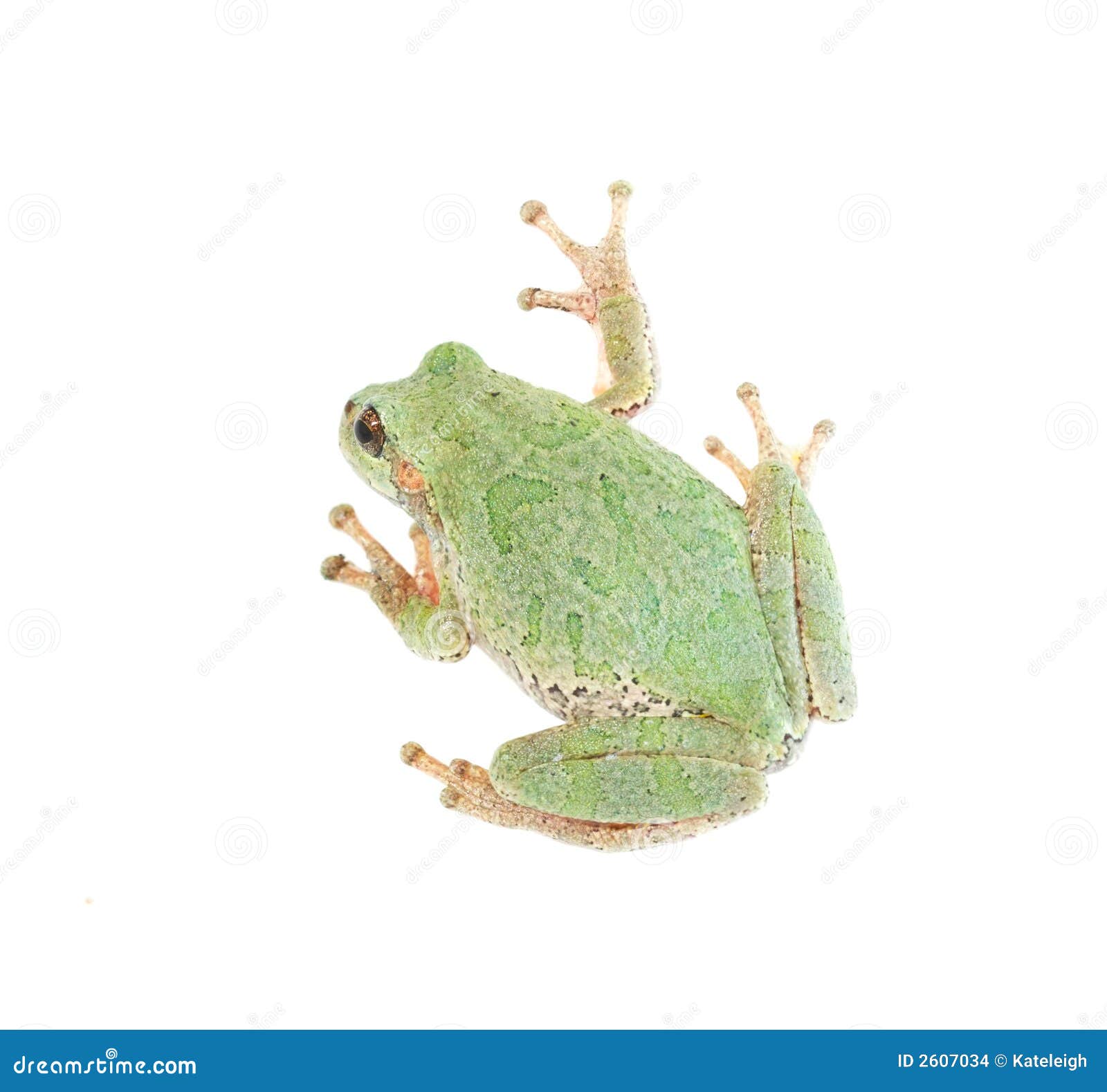 Isolated Frog, Back View stock photo. Image of amphibian - 2607034