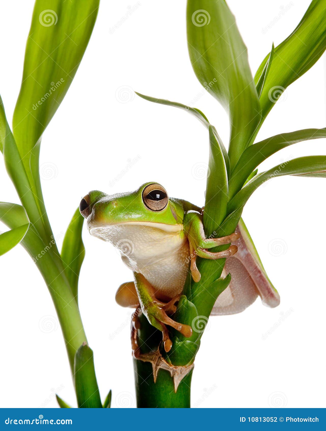 Isolated frog on bamboo stock photo. Image of color, closeup - 10813052